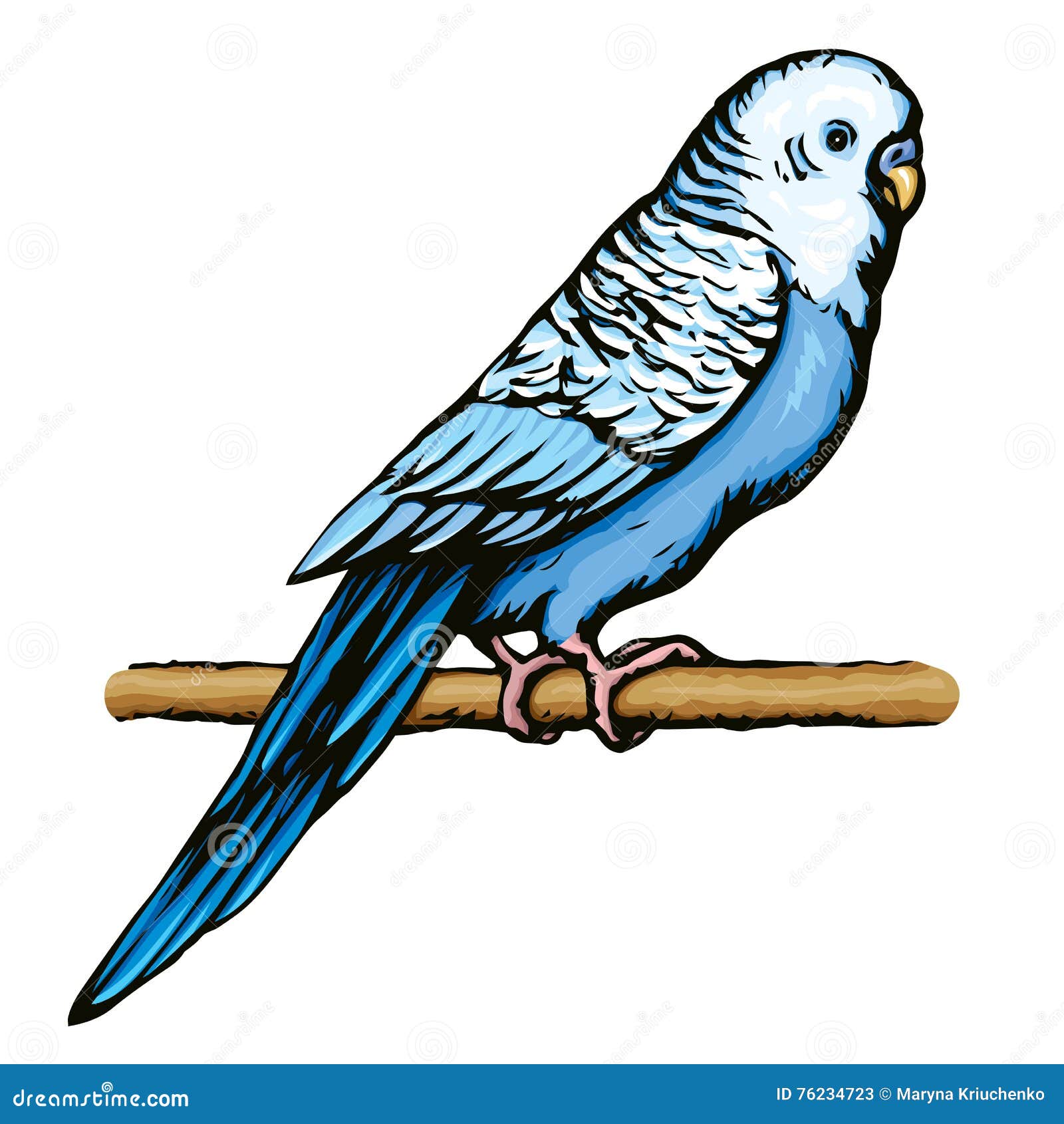 Budgerigar Vector tekening vector illustratie. Illustration of vogel ...