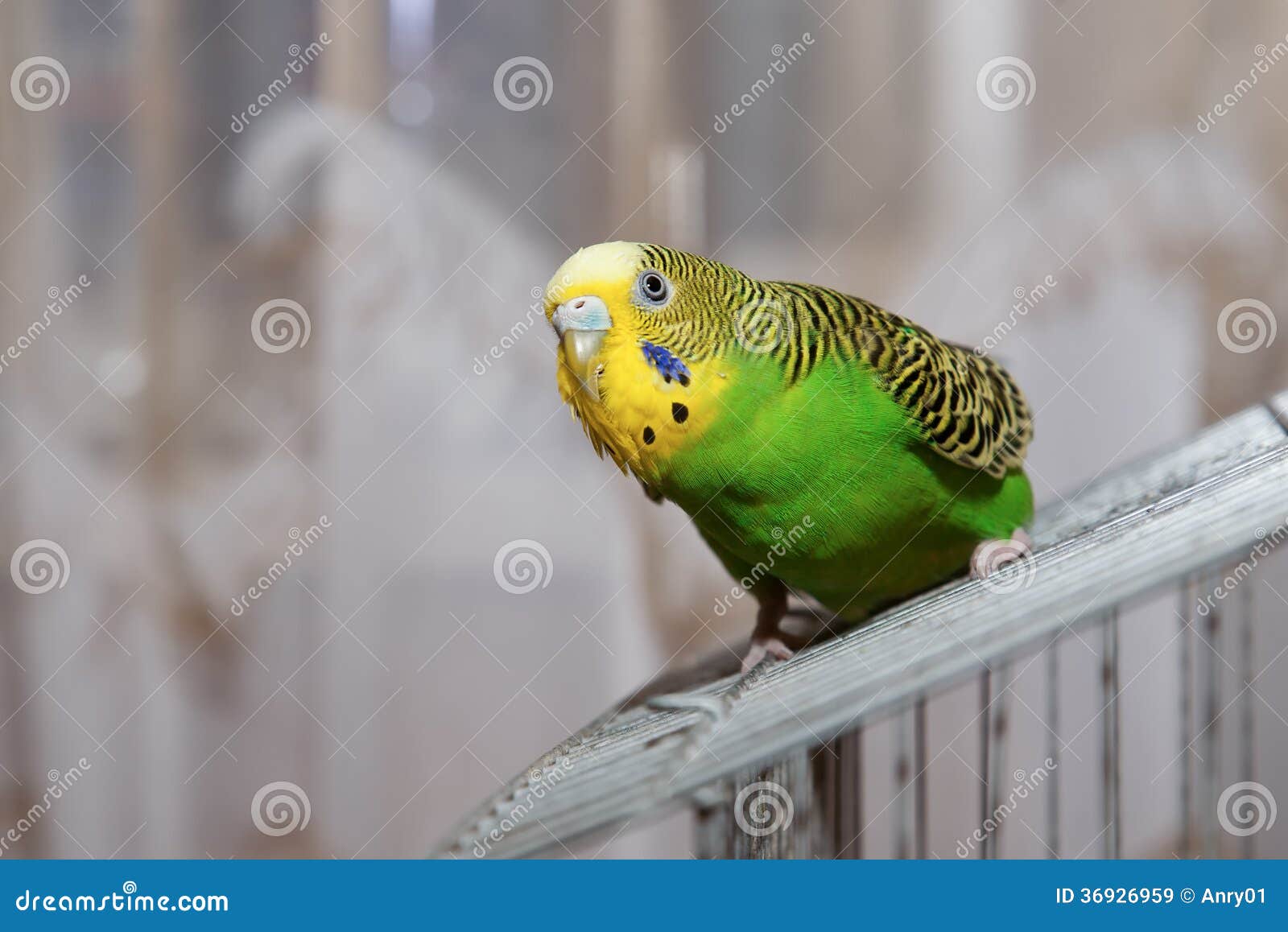 Budgerigar stock image. Image of bird, nature, color - 36926959