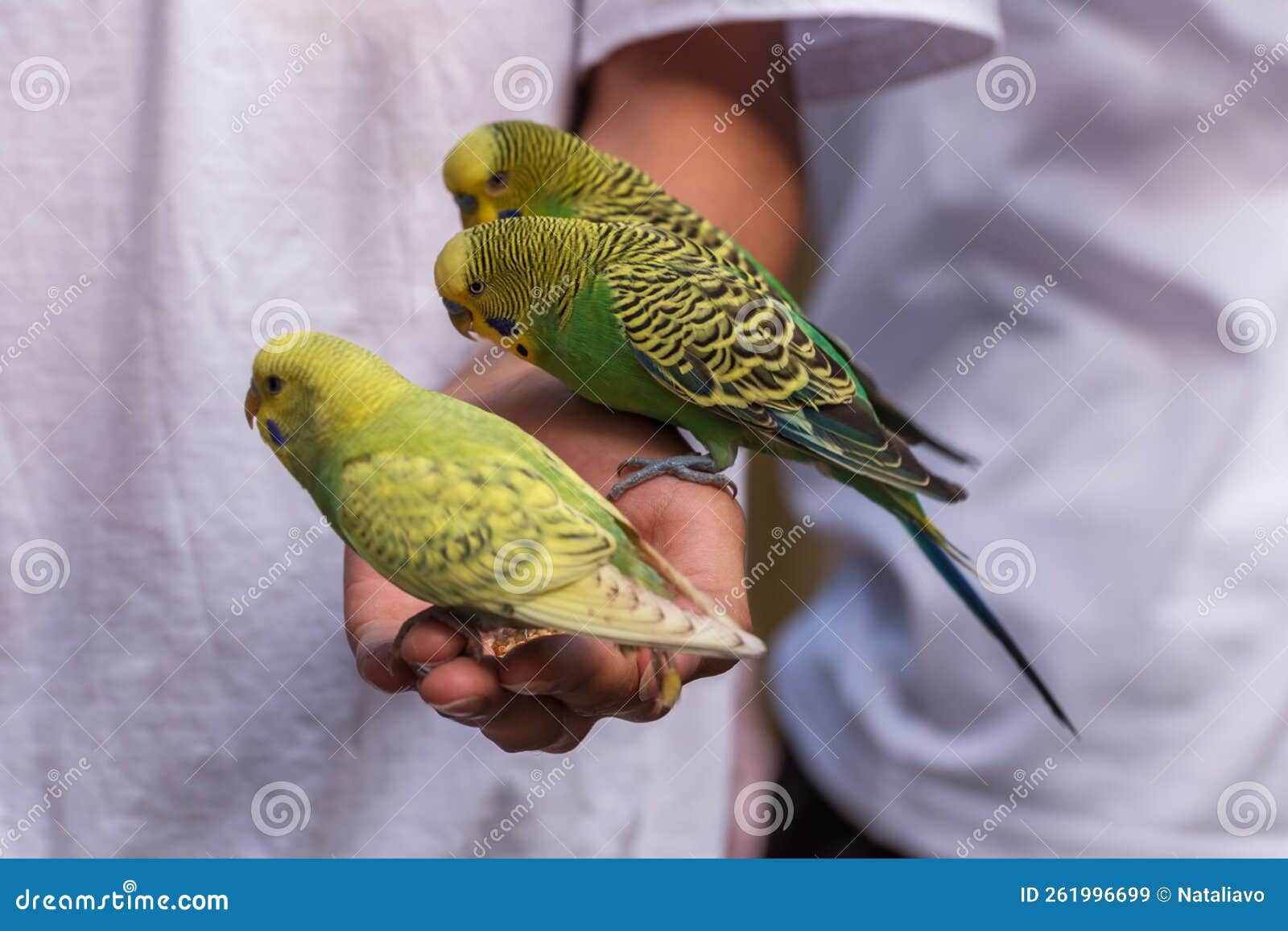 Budgerigars, Common Parakeets or Shell Parakeets, Small, Long-tailed ...