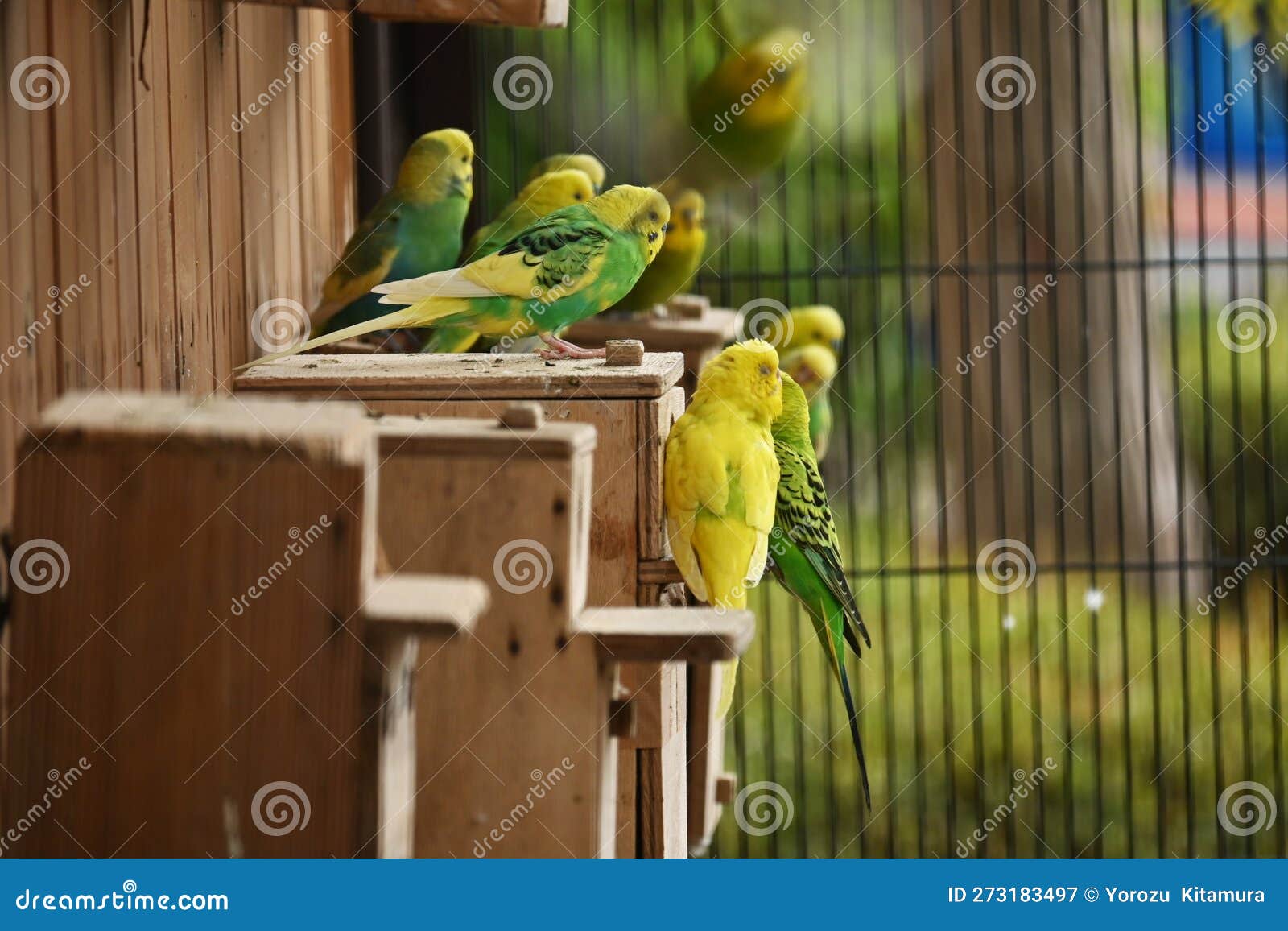 Budgerigars ( Common Pet Parakeets ). Stock Image - Image of blue ...