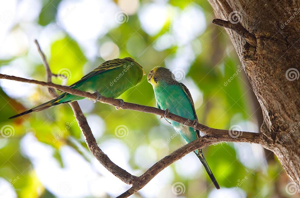Budgerigars , Shell Parakeet on Branch Stock Image - Image of feather ...