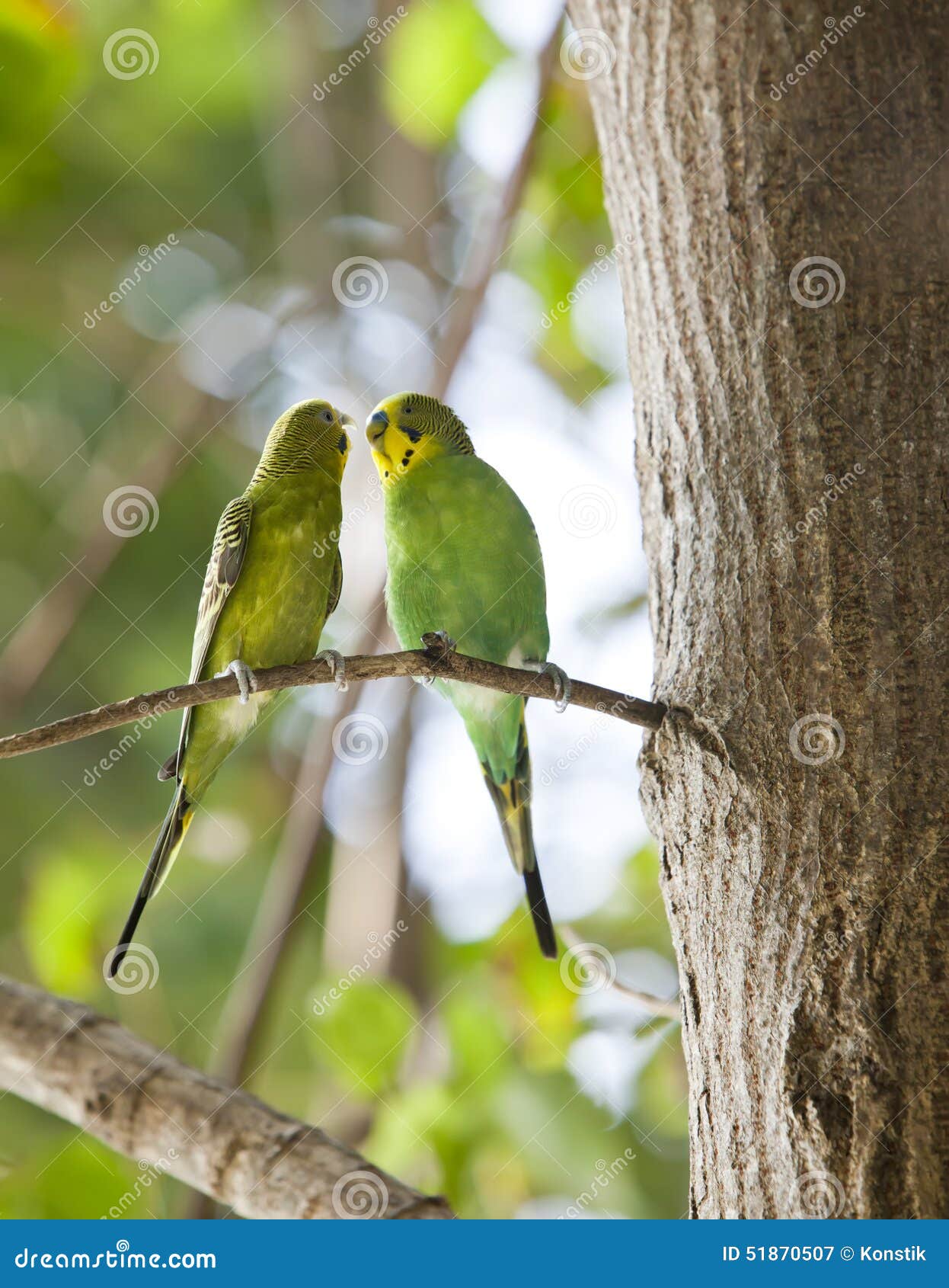 Budgerigars , Shell Parakeet on Branch Stock Image - Image of domestic ...