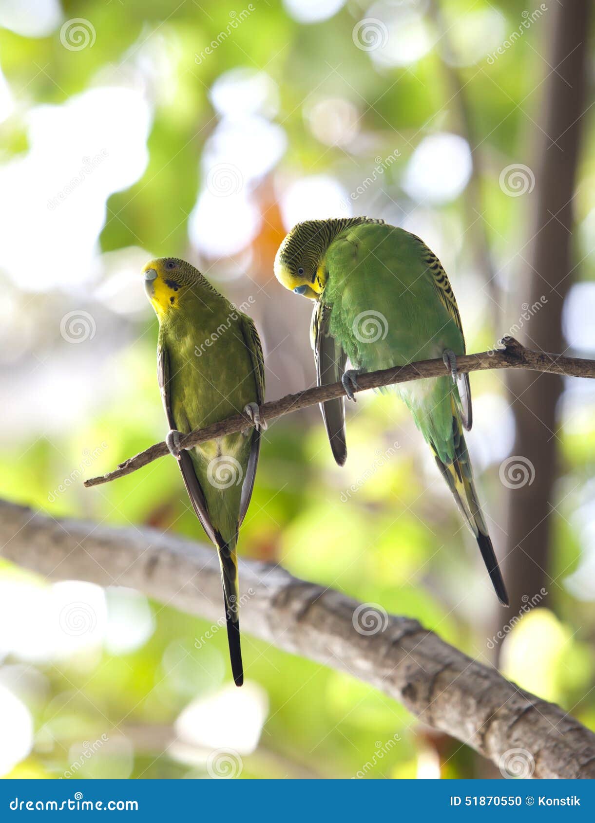 Budgerigars , Shell Parakeet on Branch Stock Photo - Image of green ...