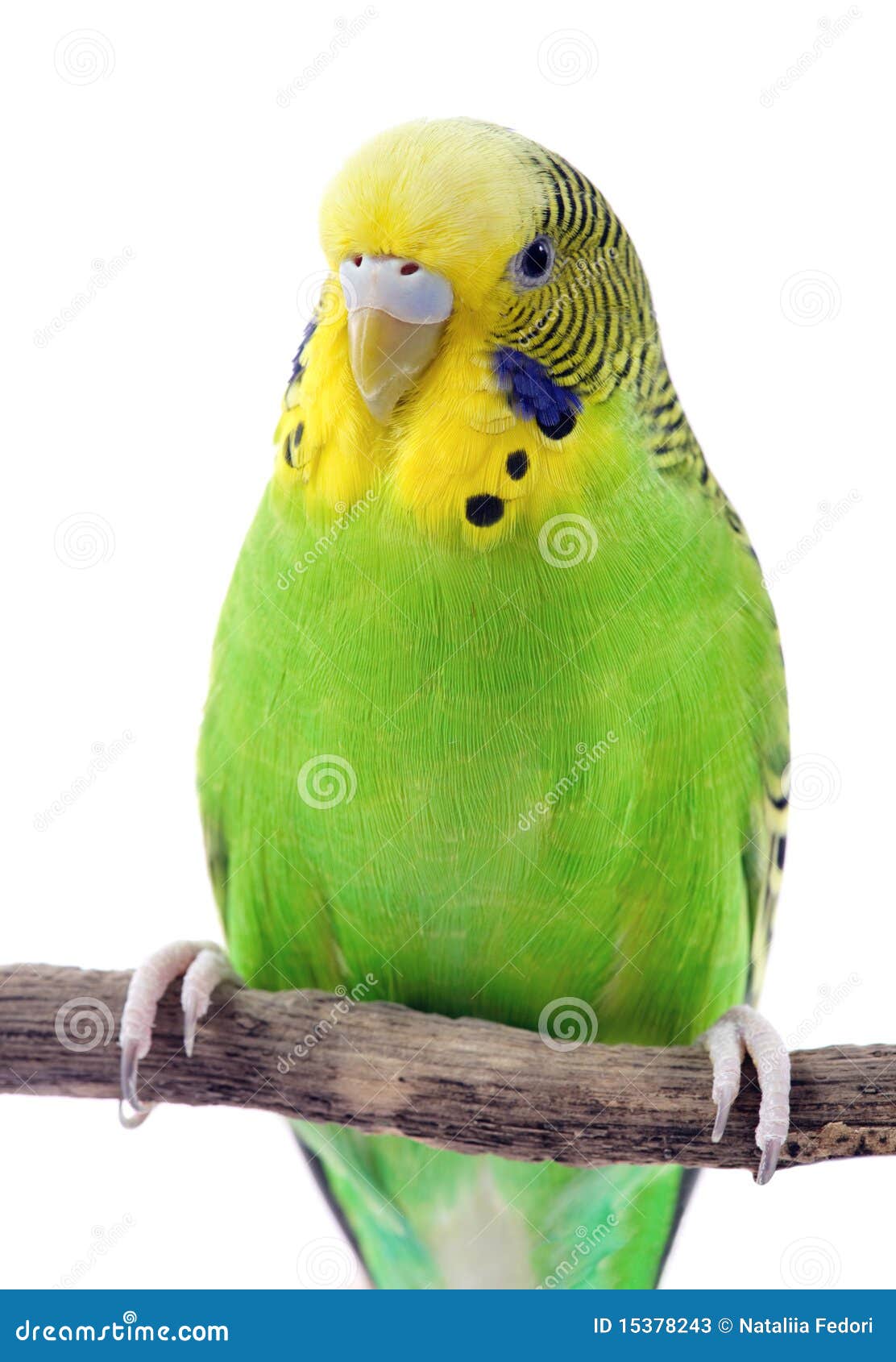 Budgie stock image. Image of parrot, studio, animal, budgerigar - 15378243