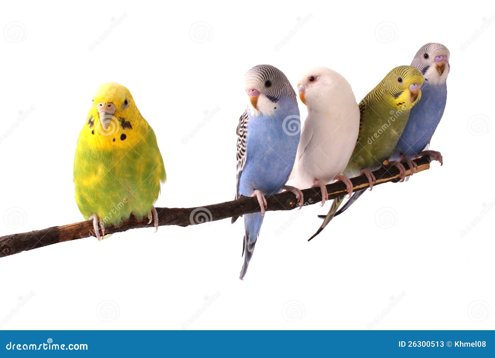 Budgie stock image. Image of plume, fauna, colourful - 26300513