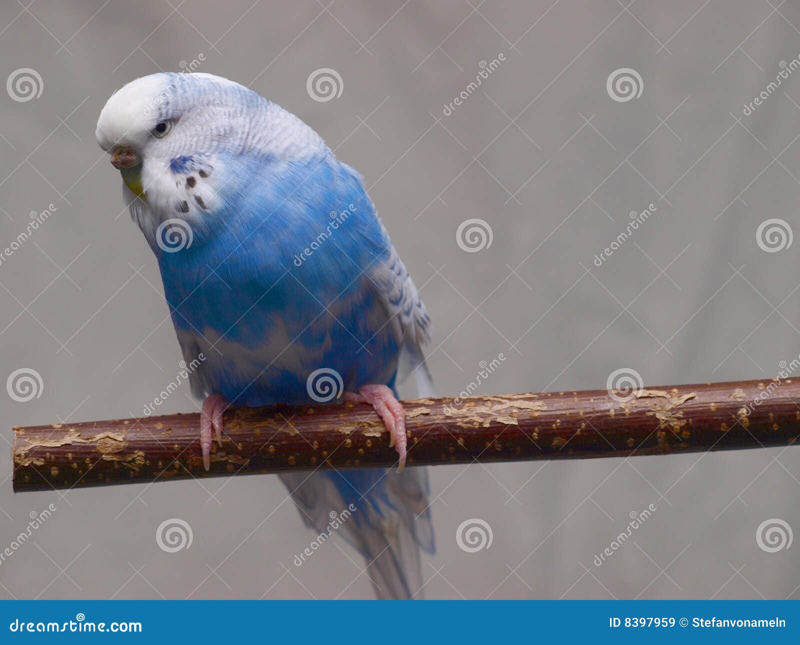 Budgie stock image. Image of bird, animal, blue, melopsittacus - 8397959