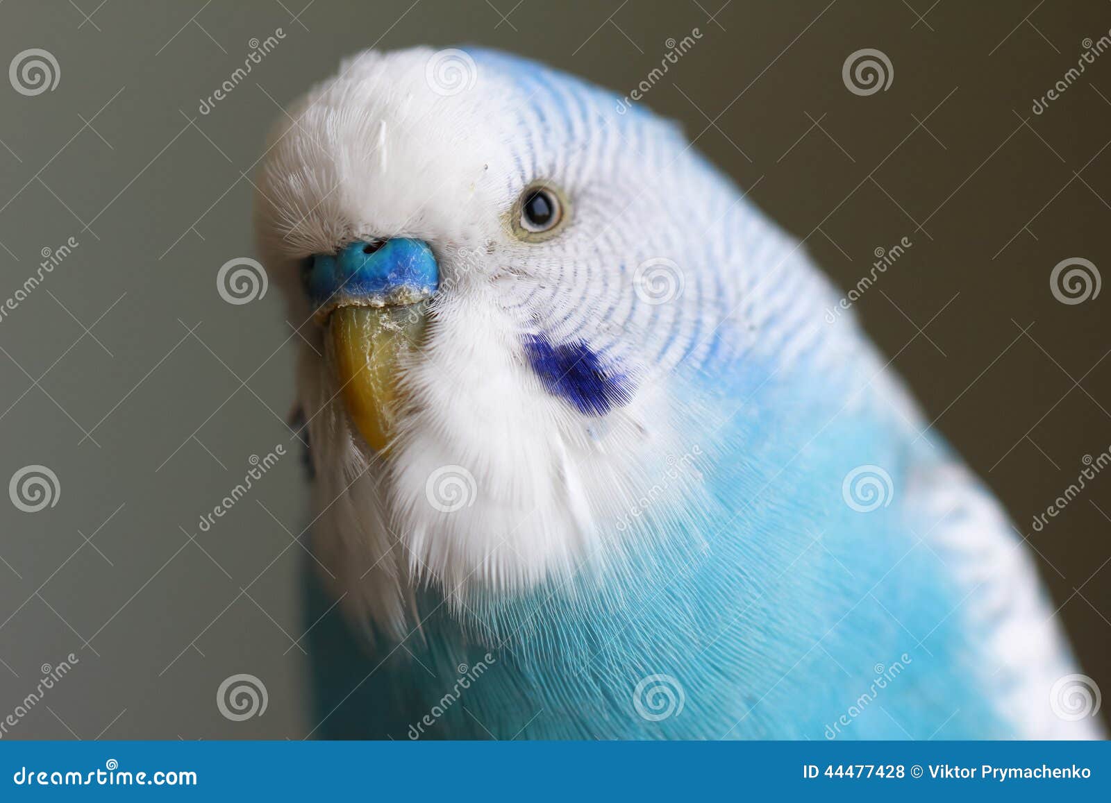 Blue Budgie Parrot Portrait Close-up Stock Photo - Image of funny ...