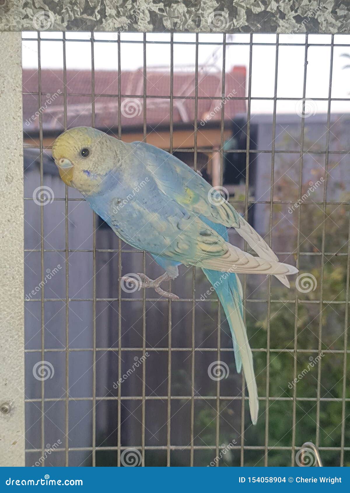 Budgie stock photo. Image of bird, blue, budgie, australian - 154058904