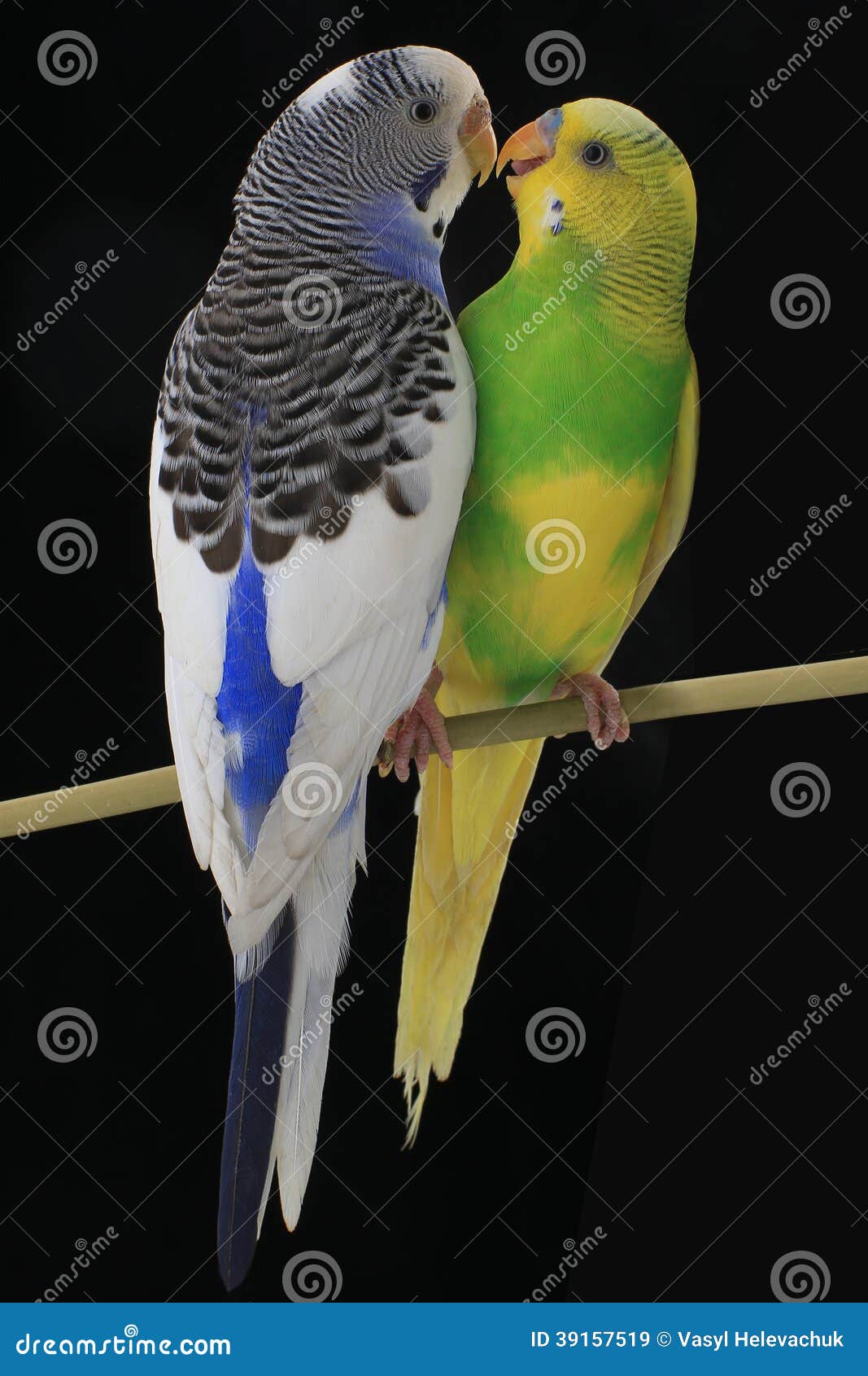 Budgie stock image. Image of australian, wildlife, popugaychik - 39157519