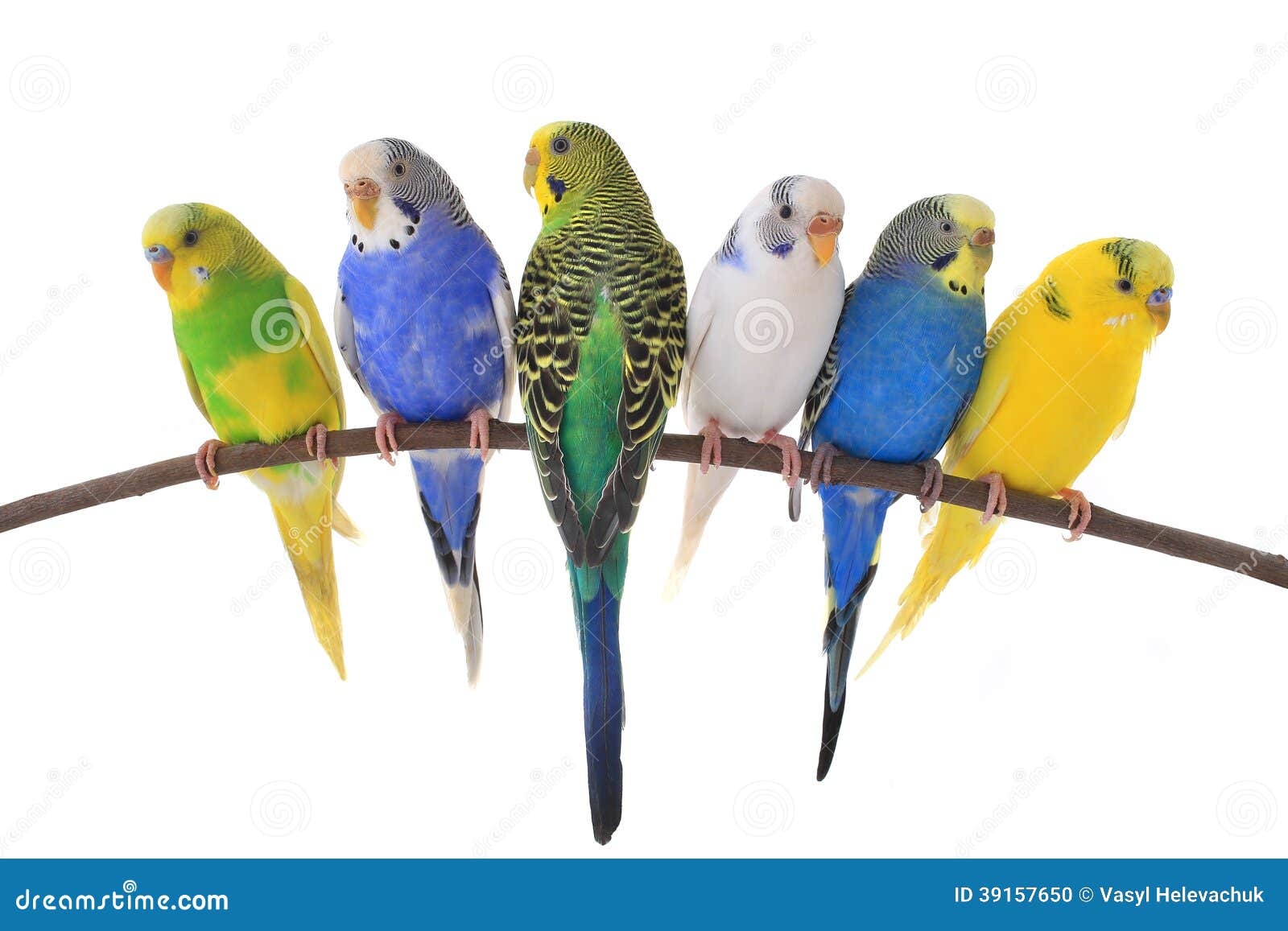 Budgie stock photo. Image of wildlife, birds, pets, color - 39157650