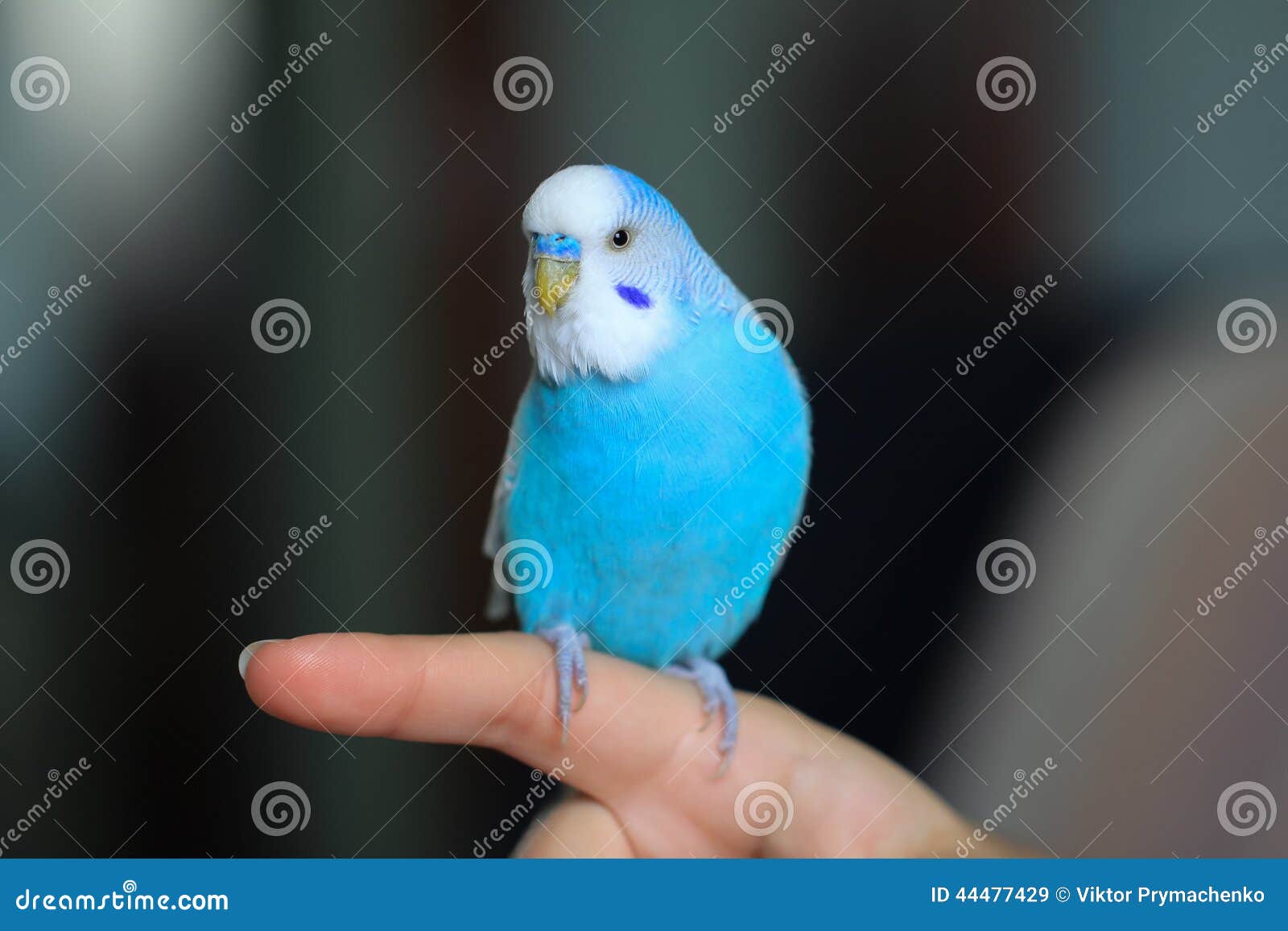 Budgie Leg Of Parrot Was Broken, Broken Bird`s Foot Was Treated By ...