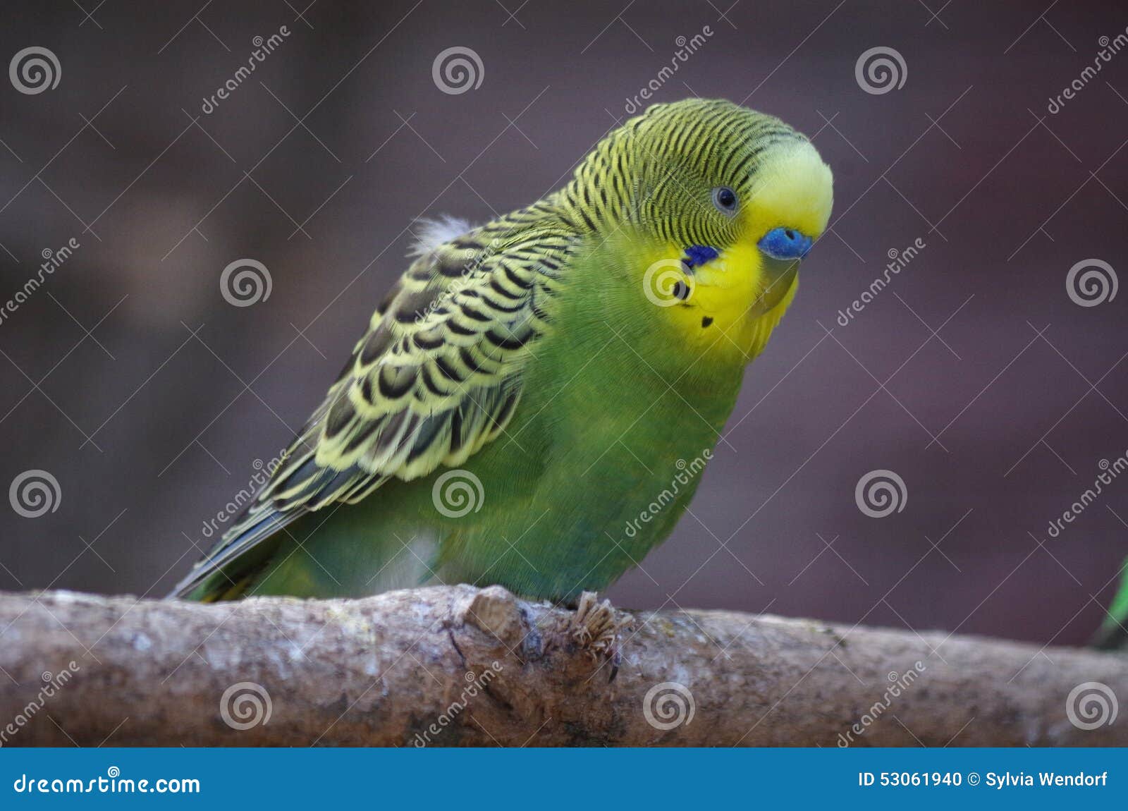 Budgie stock photo. Image of closeup, green, animal, birds - 53061940