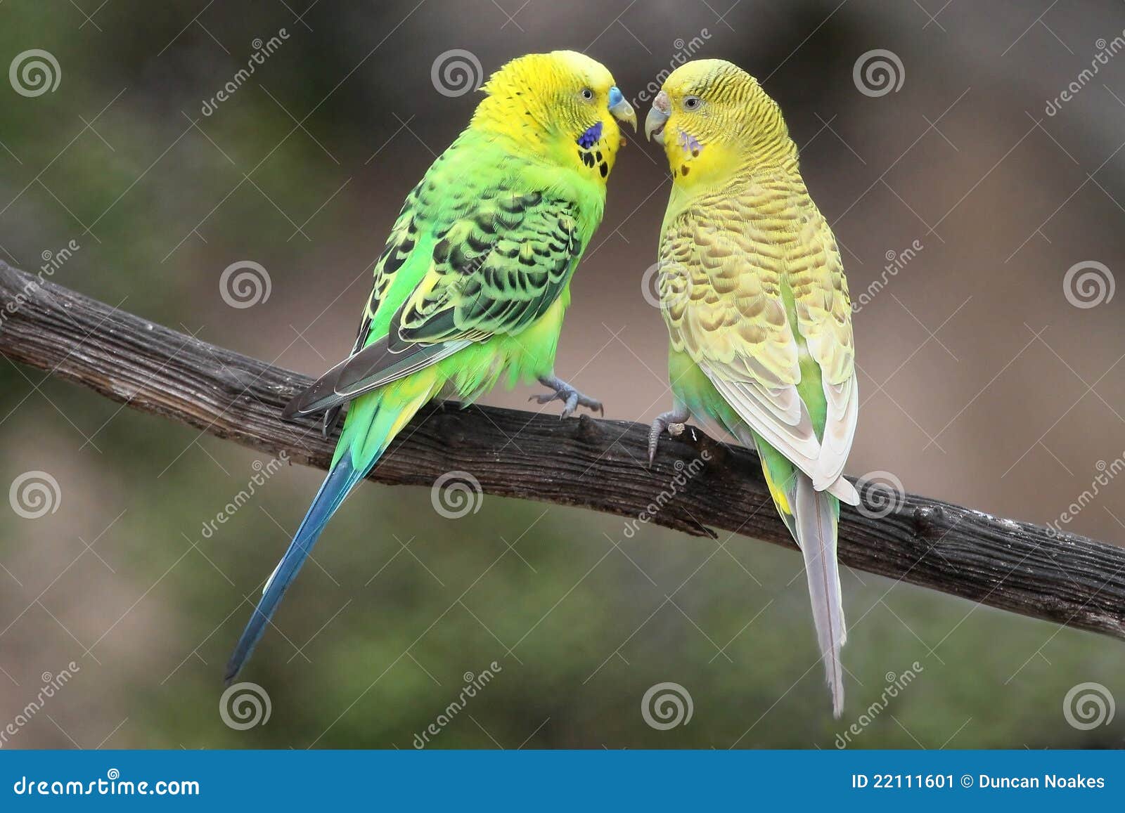 Budgie Pair stock image. Image of bright, bird, male - 22111601
