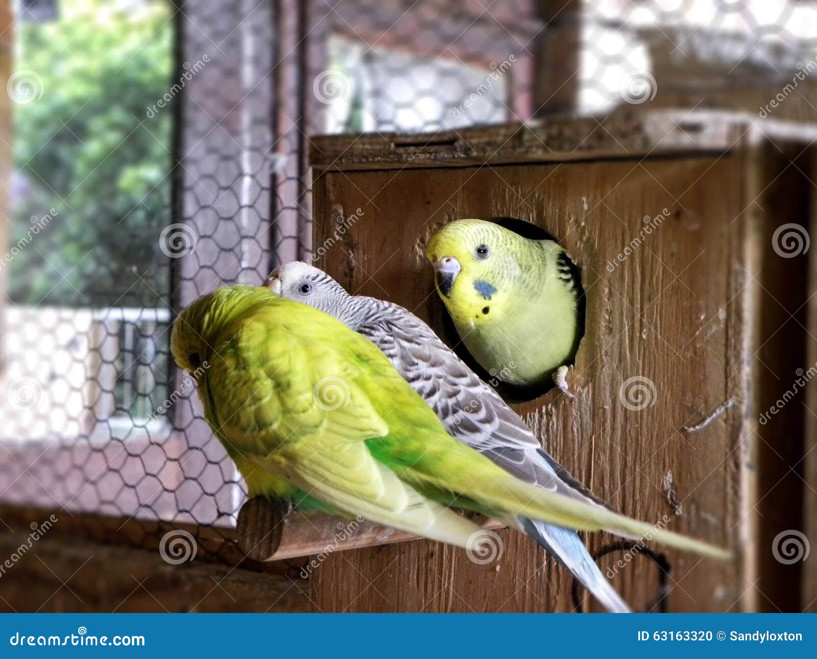 Budgie Parents and Fledgling Stock Photo - Image of baby, parents: 63163320