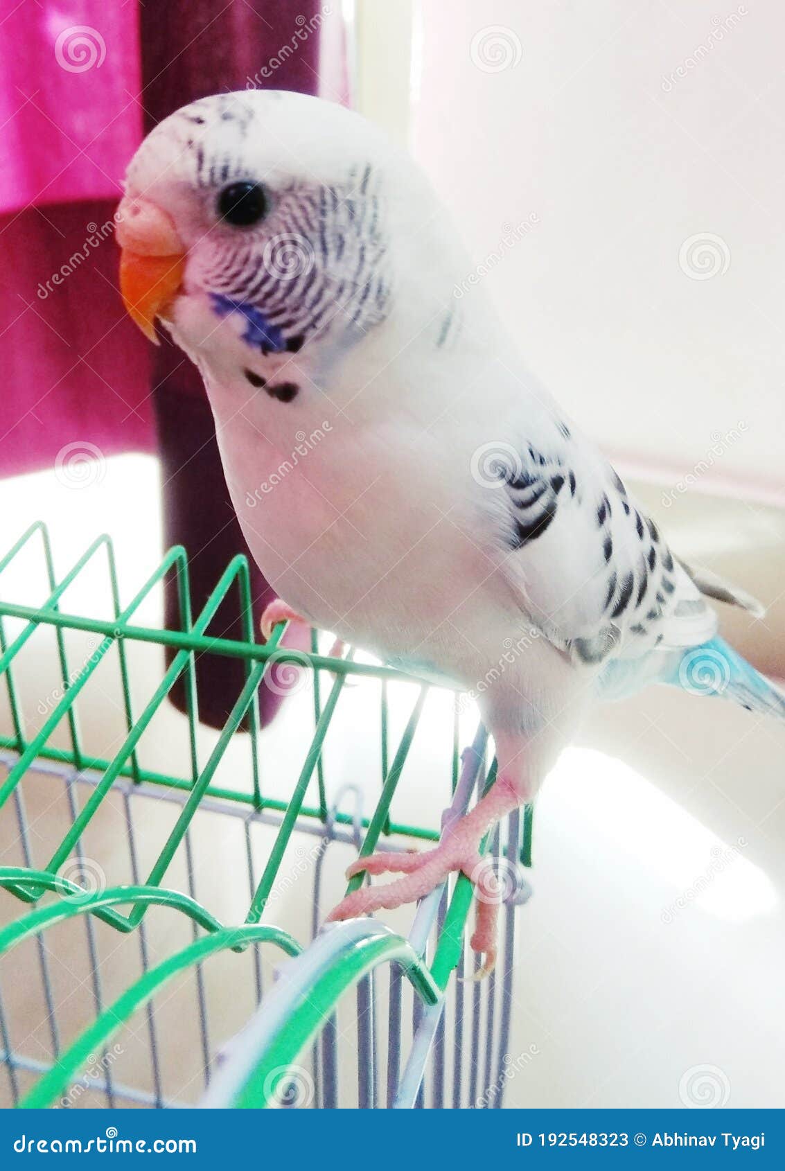 Budgie Parrot Pet Bird Also Known As Budgerigar Melopsittacus Royalty ...