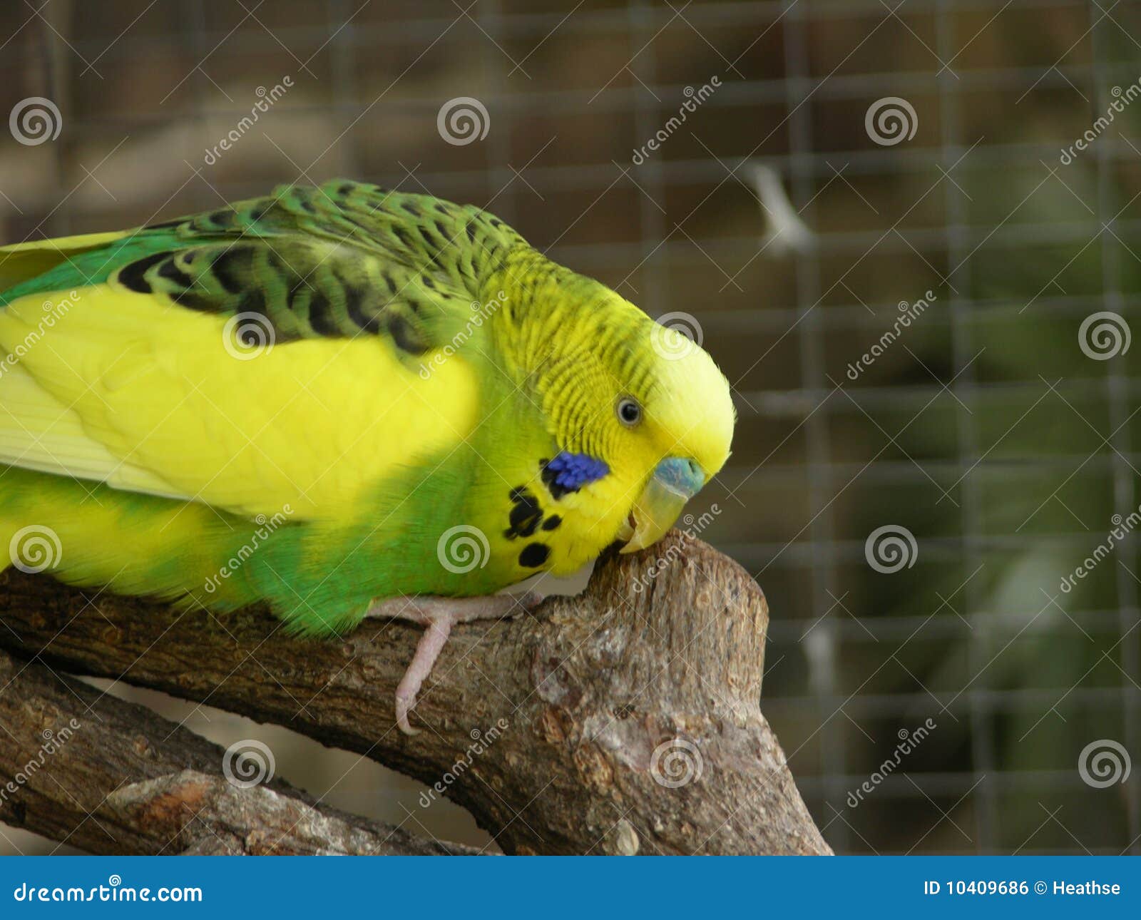 Budgie Scratching Melopsittacus Undulatus Stock Photo - Image of bird ...