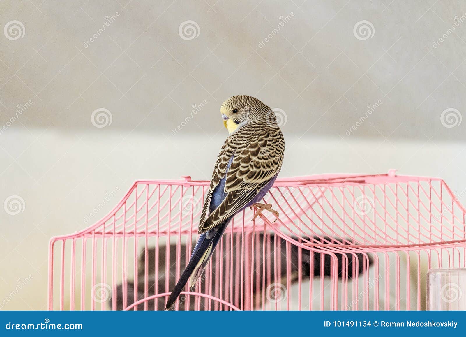 Budgie is Sitting on a Pink Cage Stock Photo - Image of cage ...