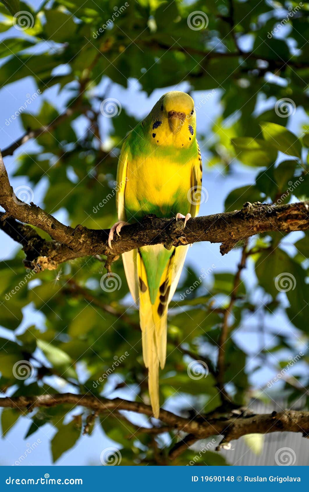 Budgie in a tree stock photo. Image of foliage, plant - 19690148
