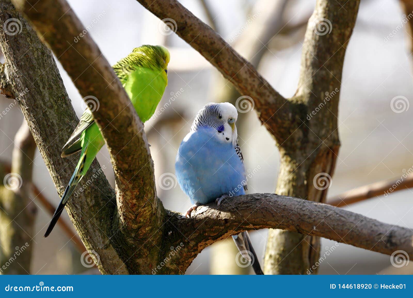 The Budgies from Australia stock photo. Image of bird - 144618920