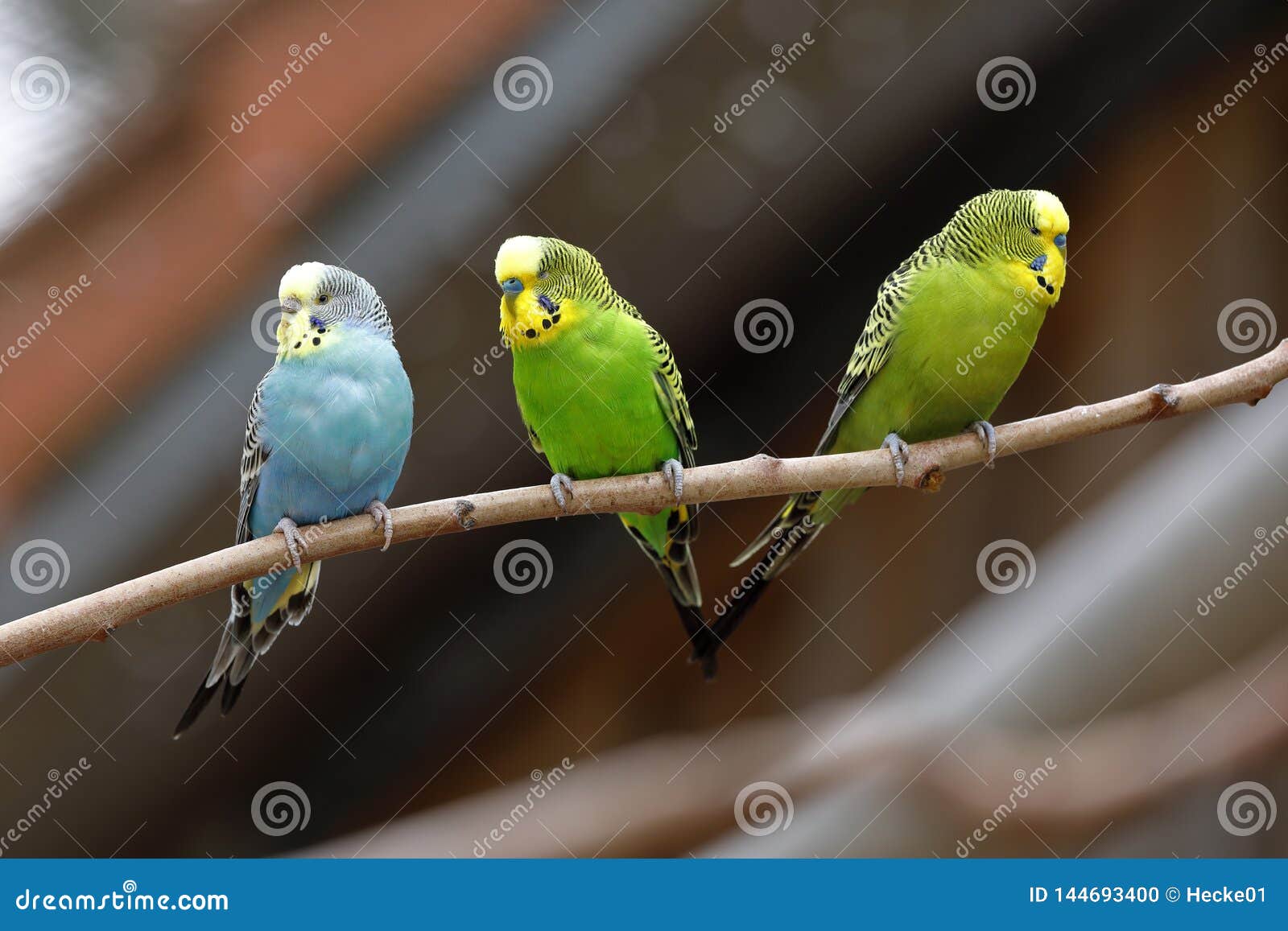 The Budgies from Australia stock photo. Image of budgerigar - 144693400