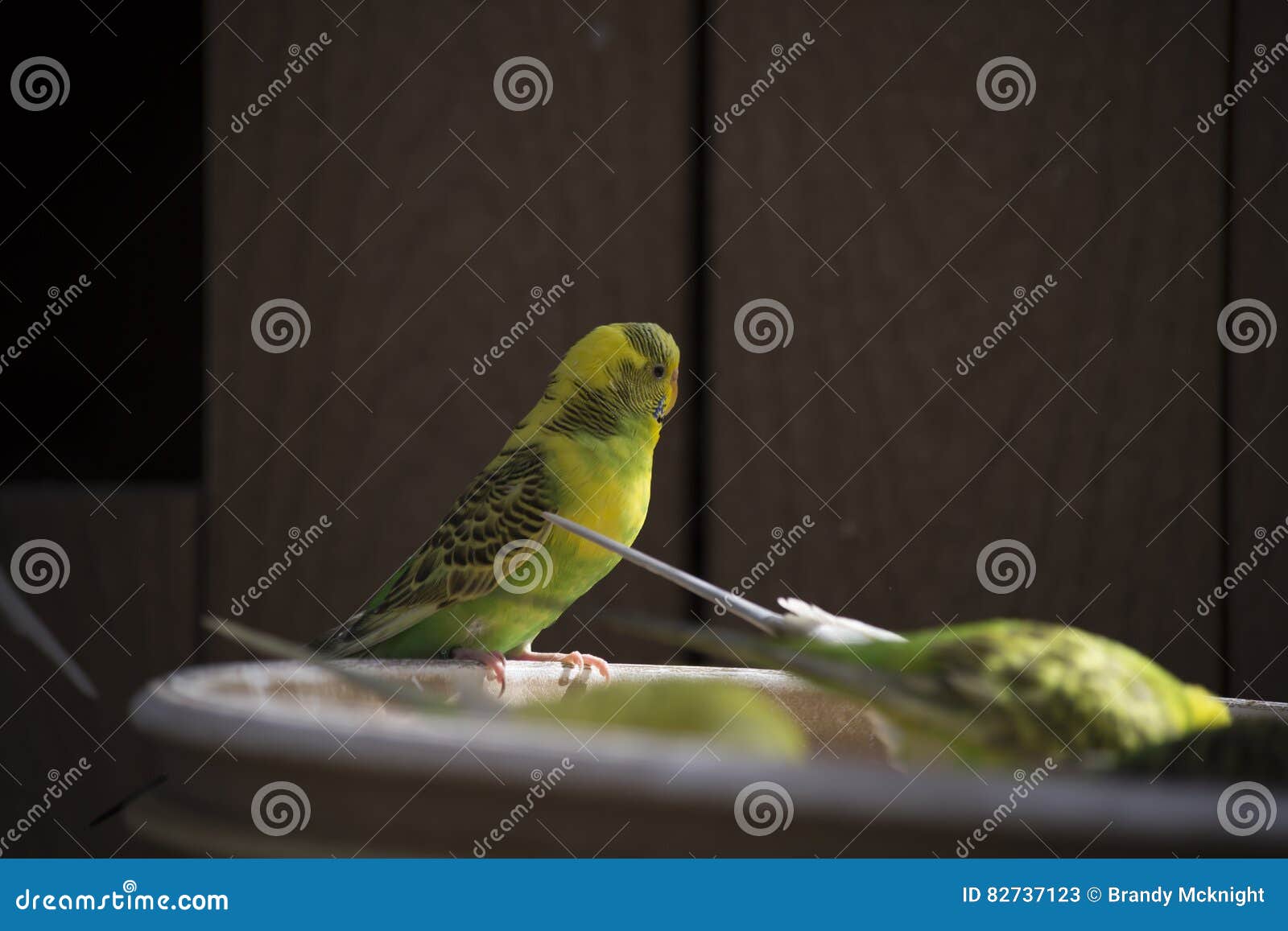 Budgies Feeding stock image. Image of cute, natural, captivity - 82737123