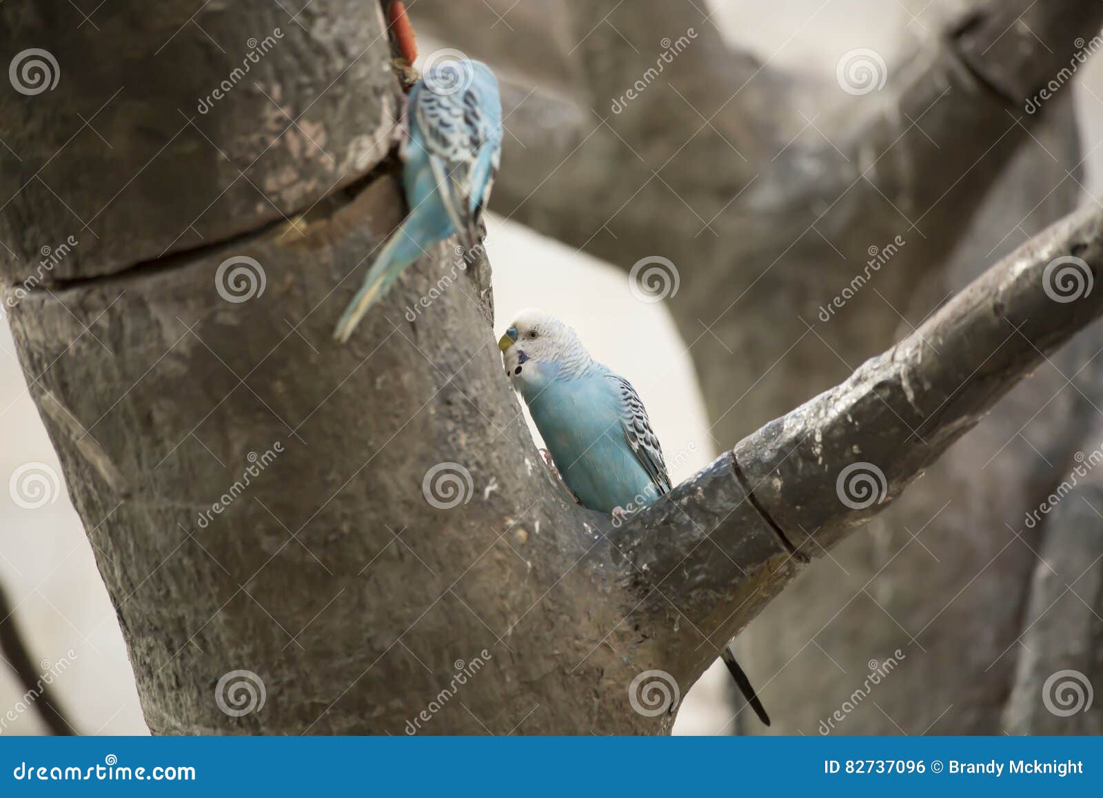Budgies in a Tree stock photo. Image of budgie, jungle - 82737096