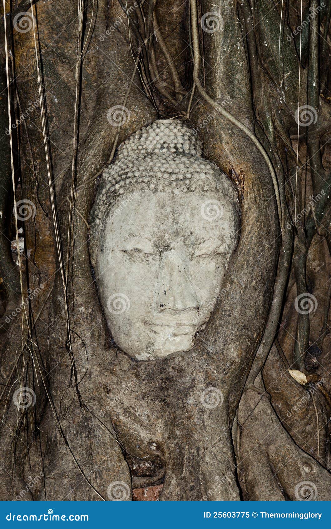 Budhas Head Gripped by Tree Roots Stock Image - Image of nage, monument ...