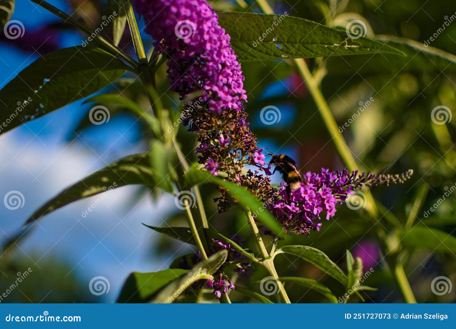 Budley Stock Photos - Free & Royalty-Free Stock Photos from Dreamstime