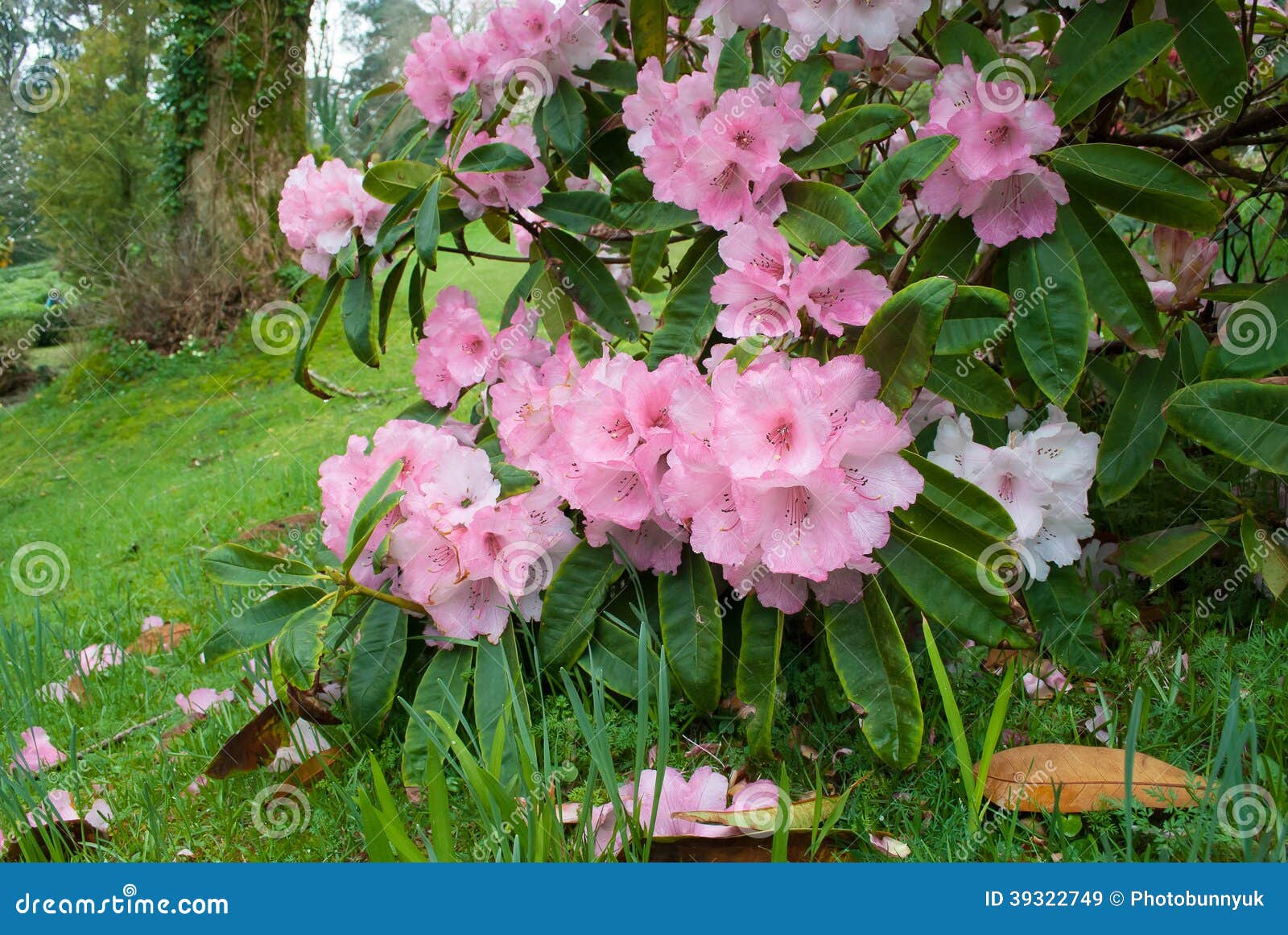 Budock Rhododendron Stock Photos - Free & Royalty-Free Stock Photos ...