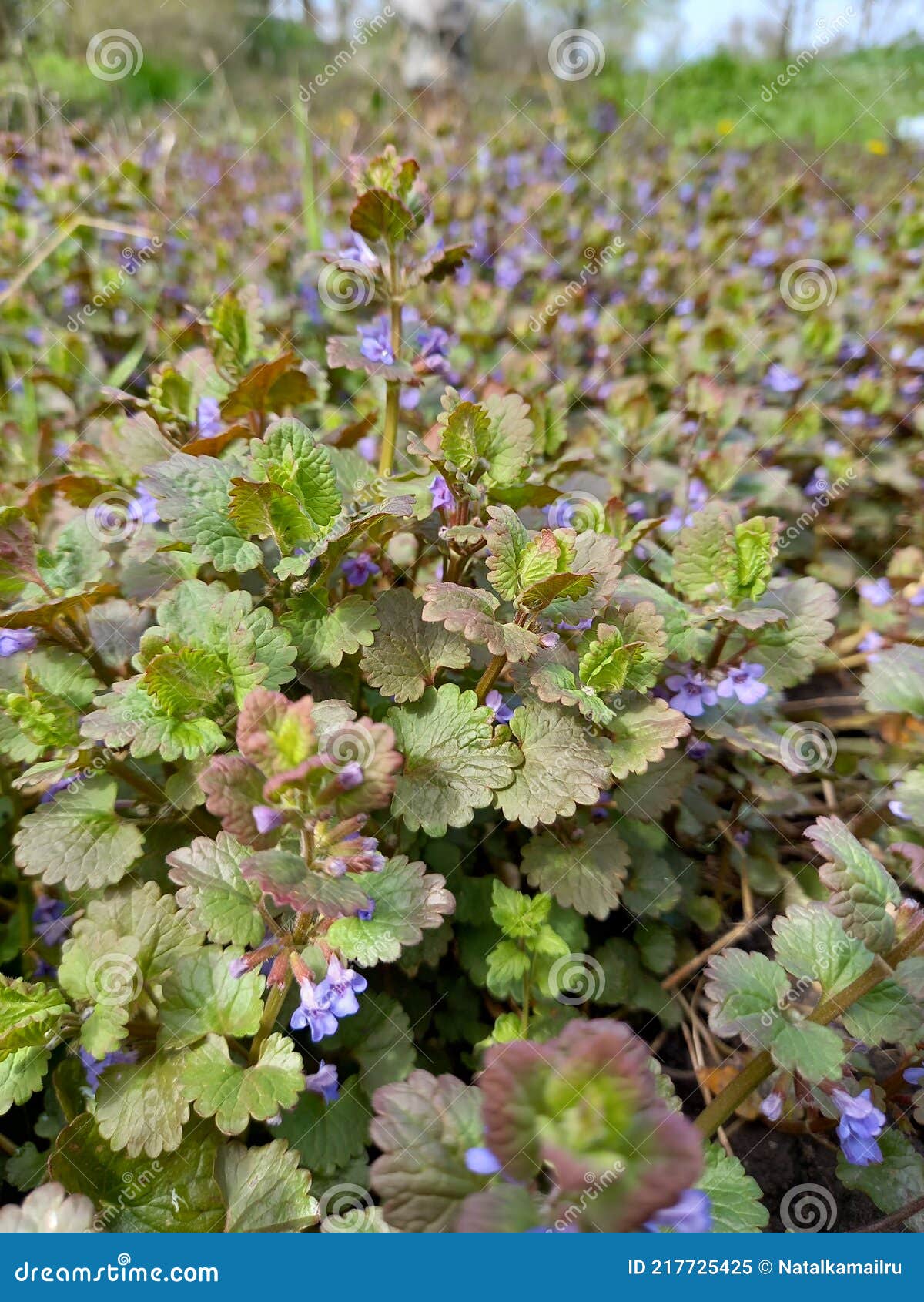 Budra Stock Photos - Free & Royalty-Free Stock Photos from Dreamstime