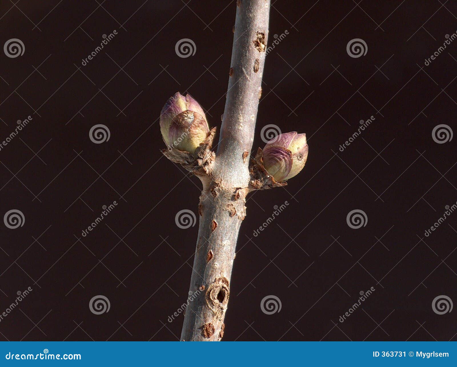 Buds stock image. Image of stem, nature, wood, plantlife - 363731