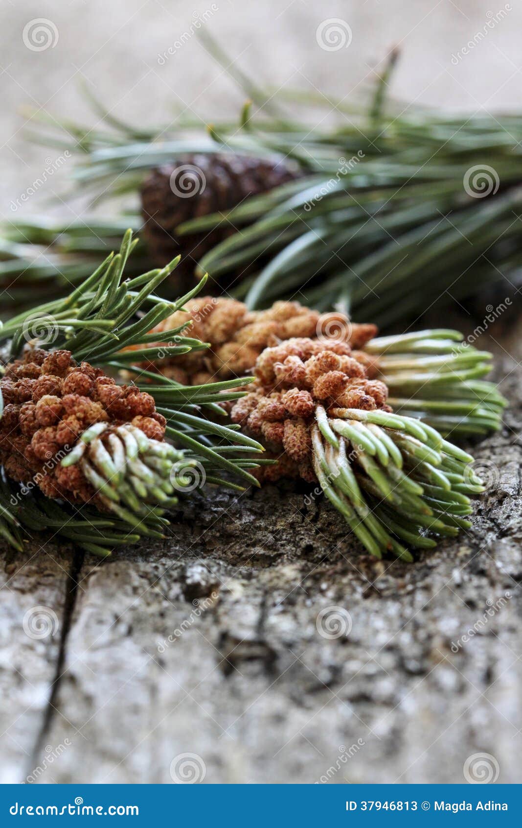 Buds stock image. Image of conifer, forest, table, green - 37946813