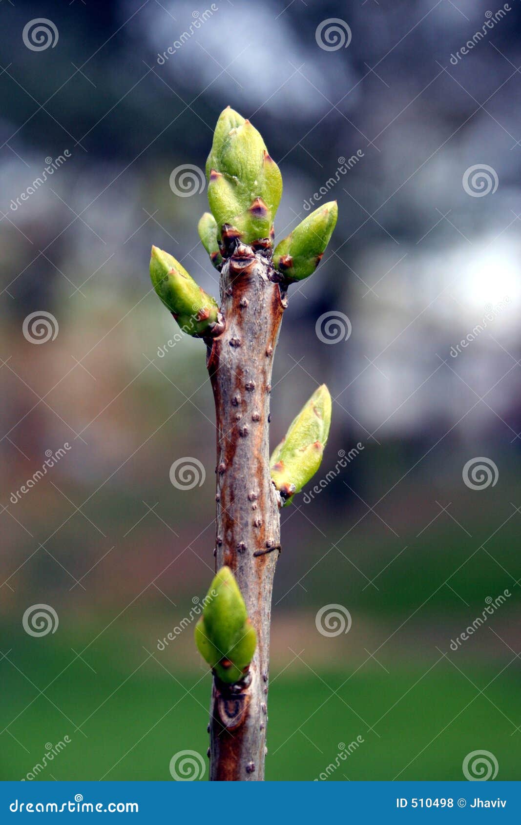 Buds stock photo. Image of buds, beginning, york, life - 510498