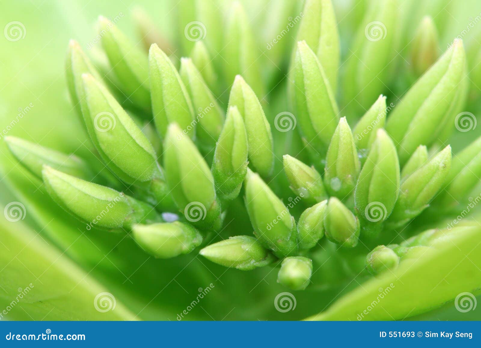 Buds stock image. Image of nature, garden, close, door - 551693