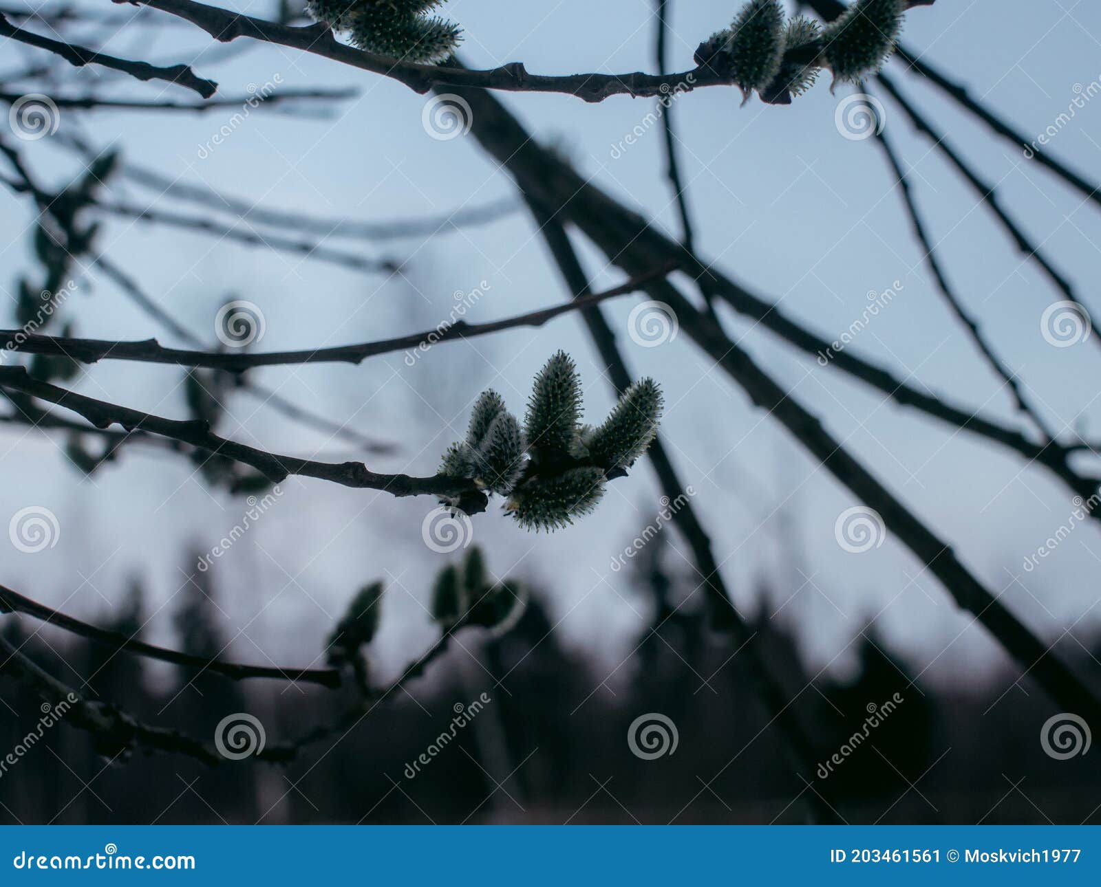 Buds of Alder on a Tree in Spring Stock Image - Image of closeup, life ...