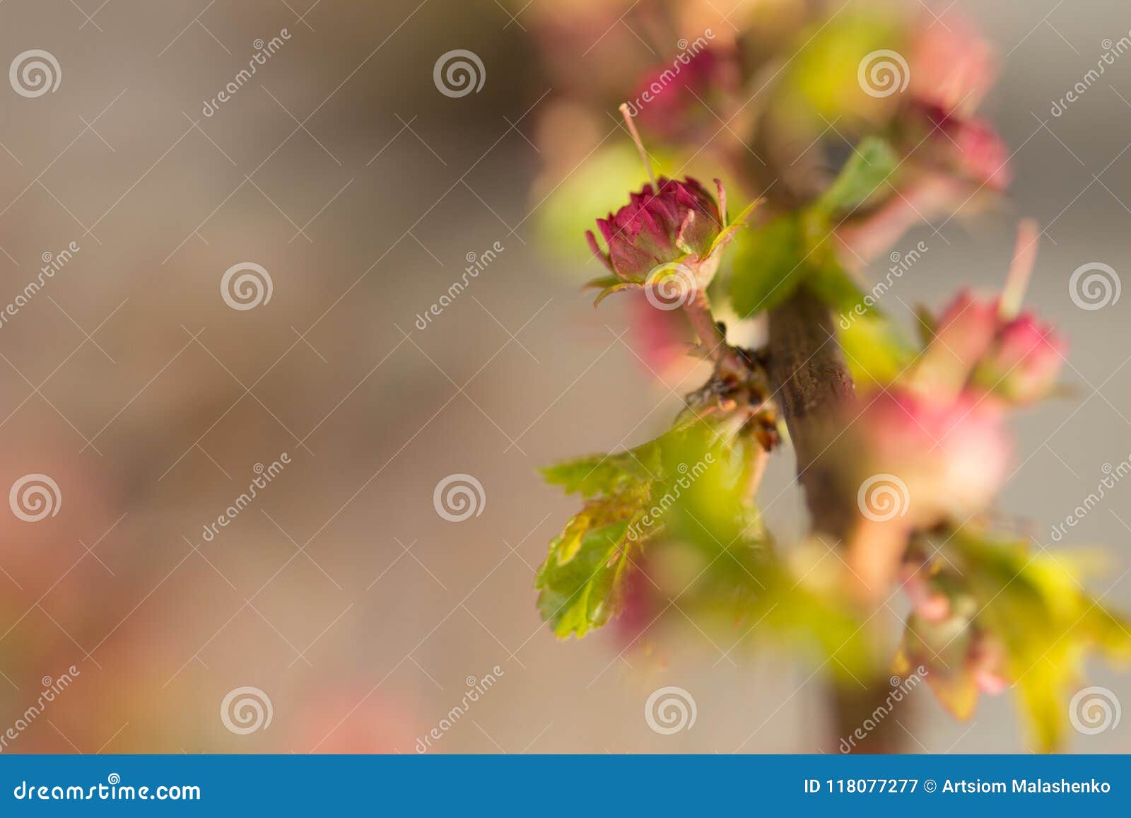 Buds of Almonds on a Branch Stock Image - Image of bush, copy: 118077277