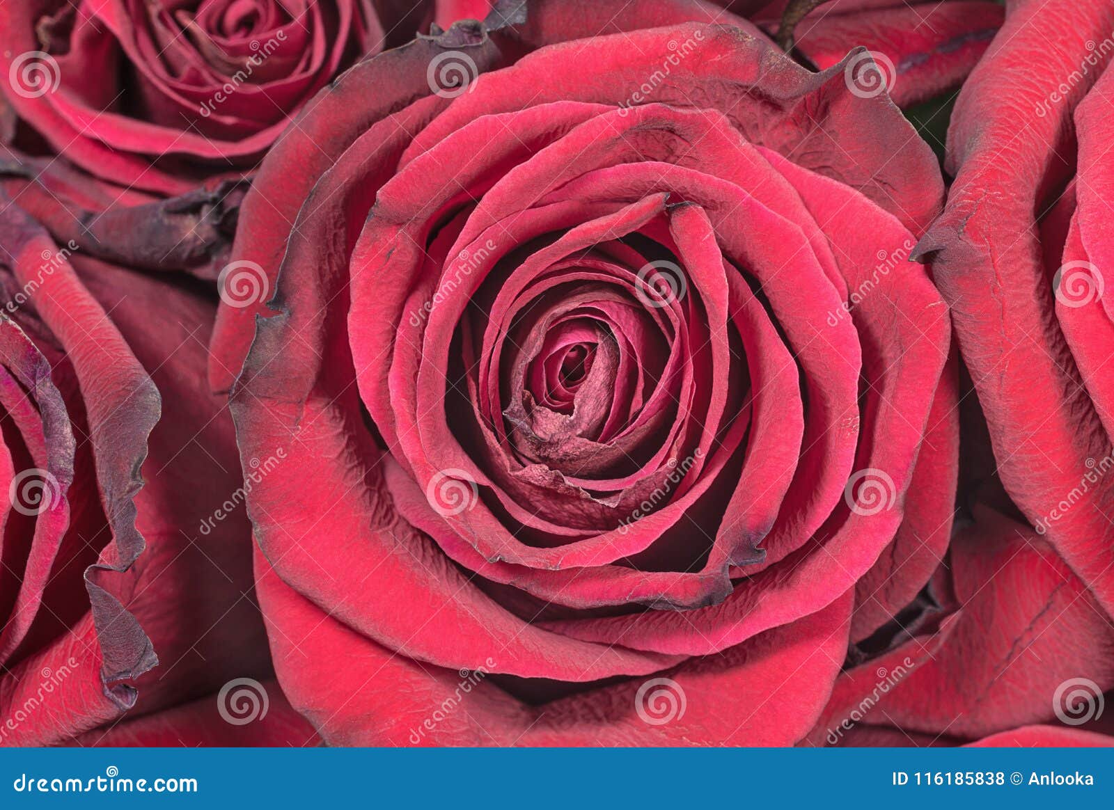 Buds of Amazing Garnet Roses Stock Photo - Image of botany, freshness ...