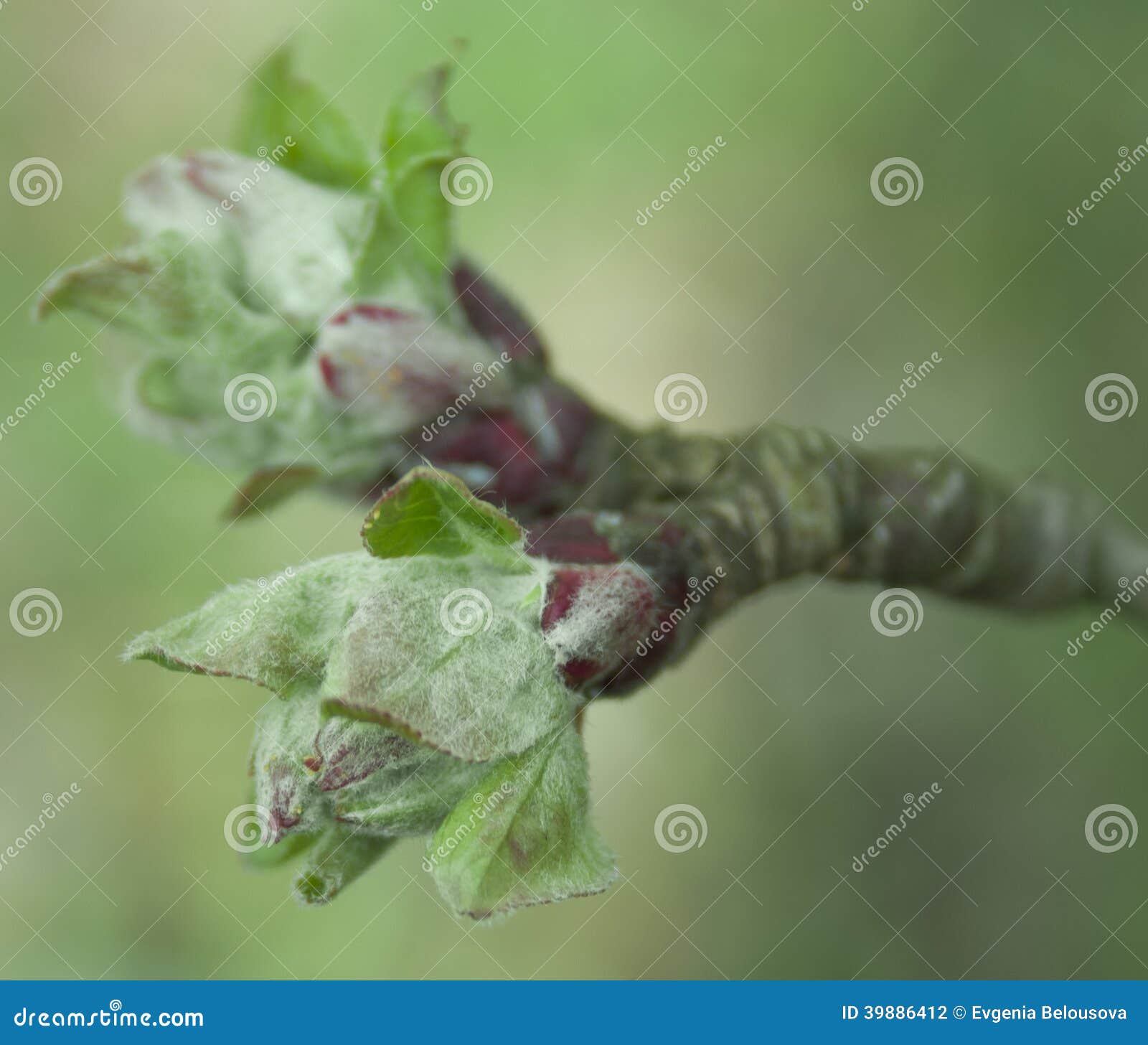 Buds of apple tree stock photo. Image of green, closeup - 39886412