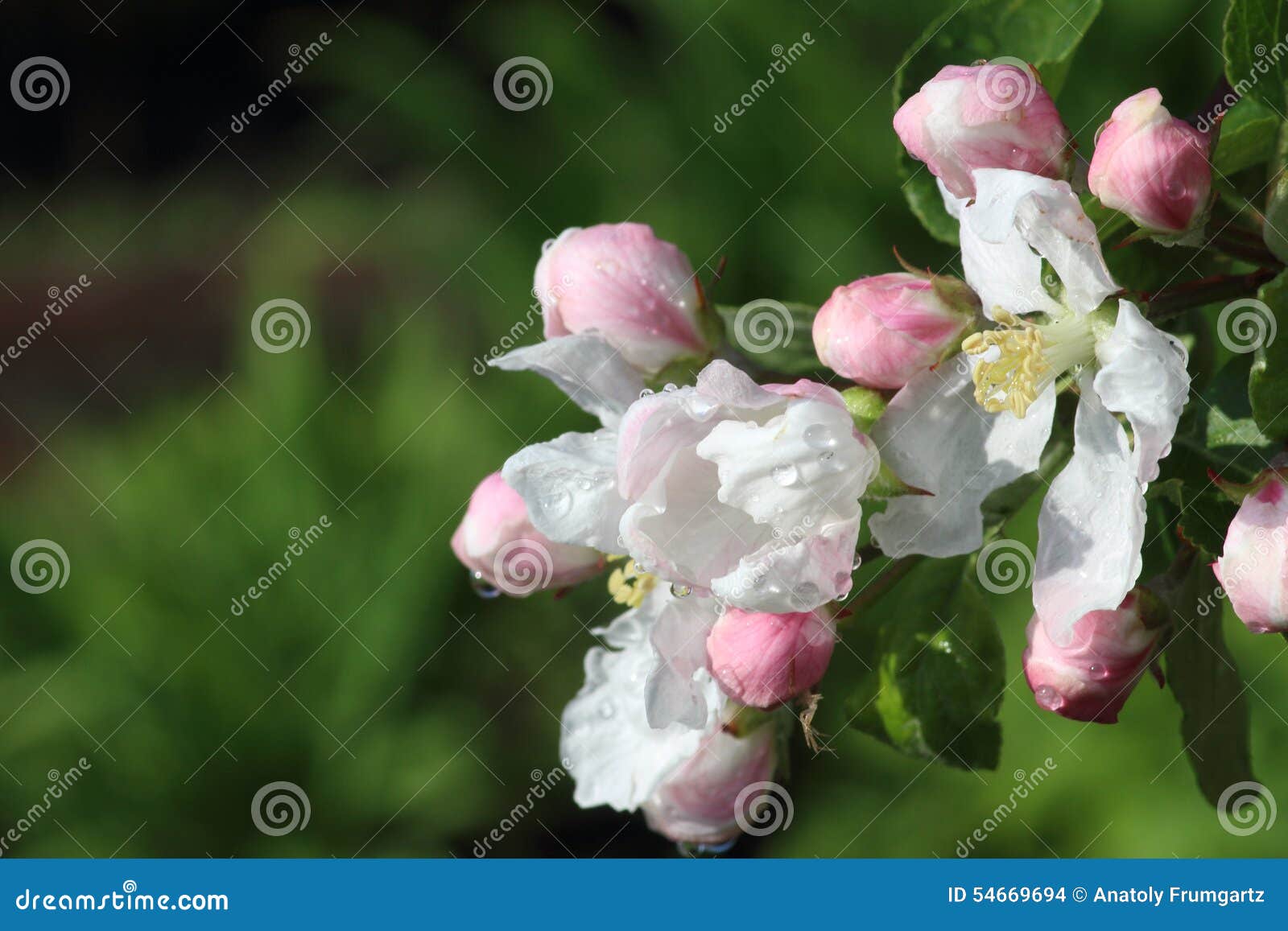 Buds of apple-tree stock photo. Image of daylight, leaf - 54669694