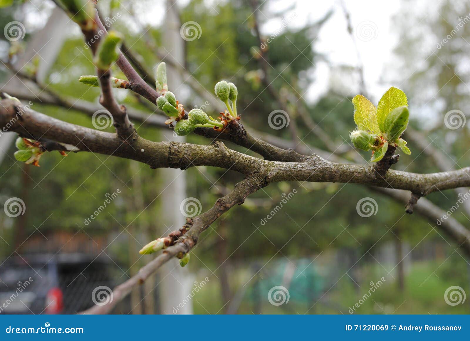 Buds of an Apple-tree after a Rain with Drops Stock Image - Image of ...