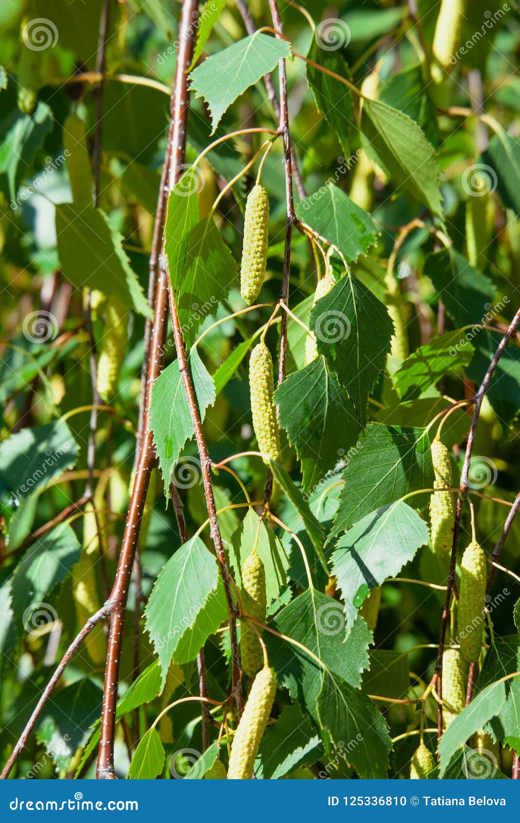 Buds on the birch tree stock photo. Image of forest - 125336810