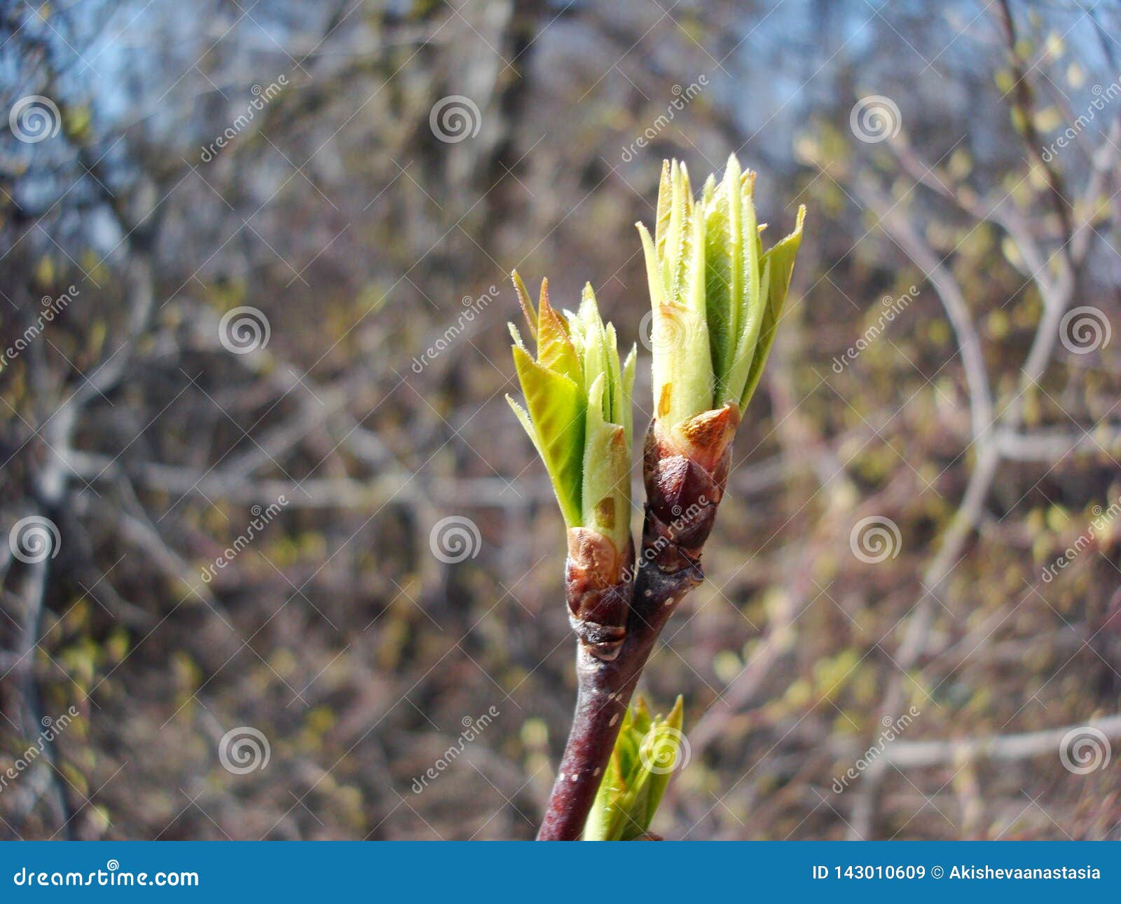 Bird cherry buds stock image. Image of delicate, macro - 143010609