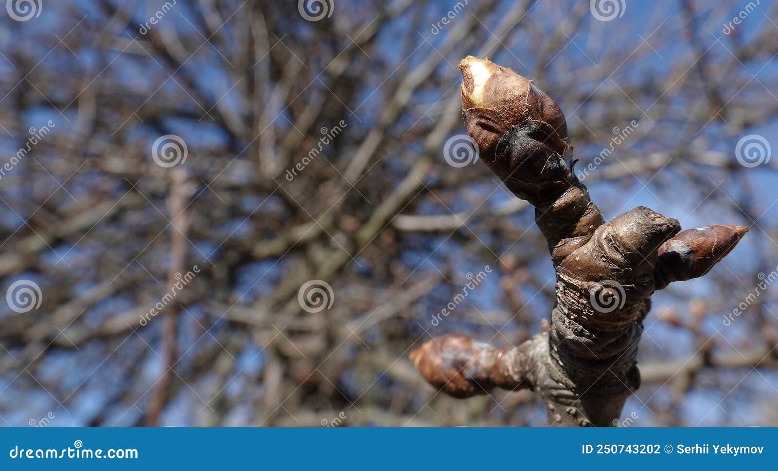 Buds Bloom on the Cherry Tree in Spring Stock Photo - Image of branches ...