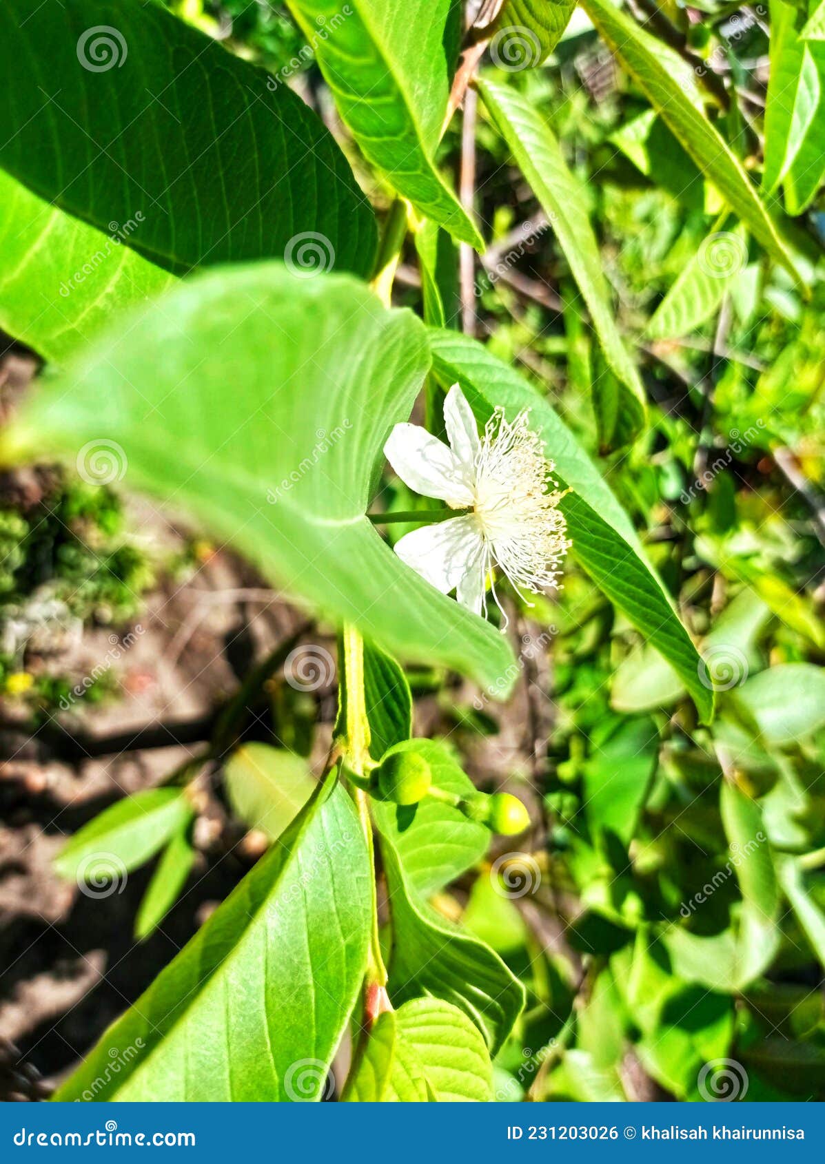The Buds that Bloom on the Guava Tree Stock Photo - Image of buds ...