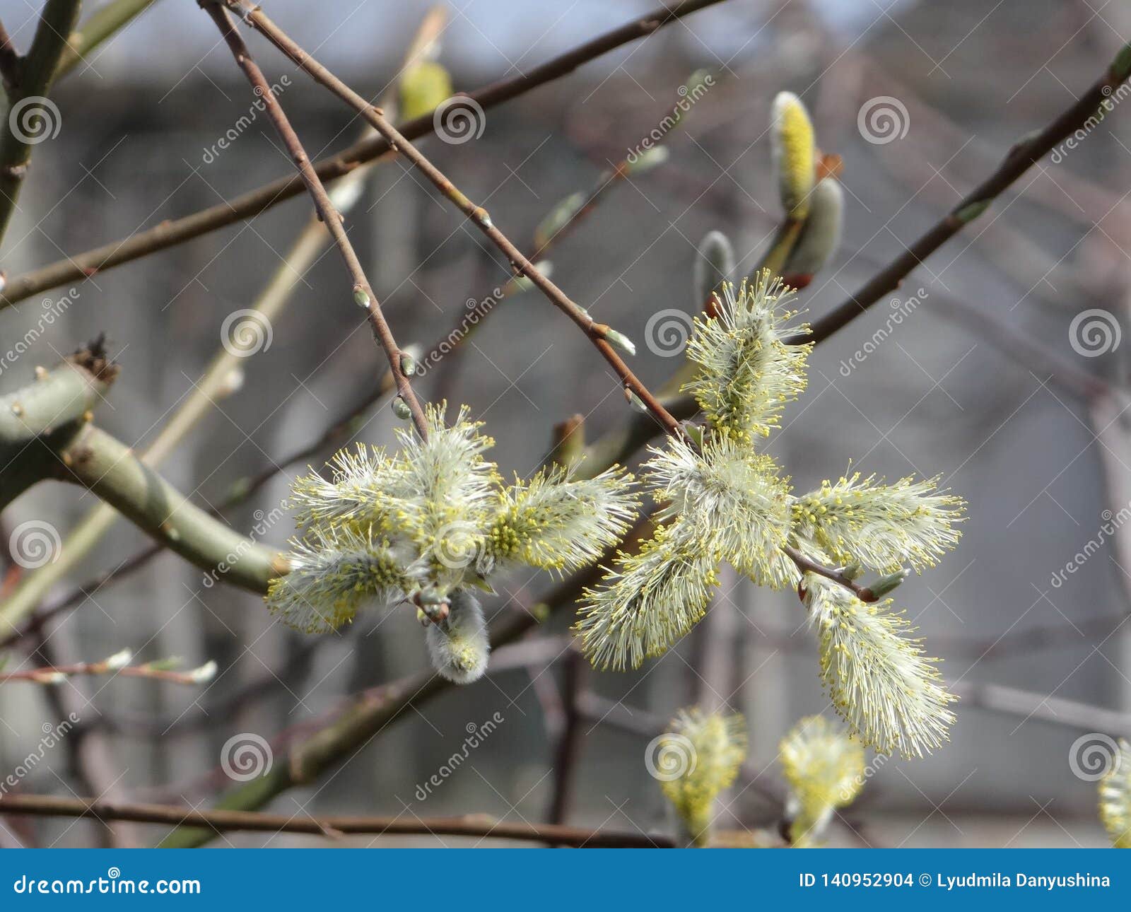 Buds Bloom on a Willow Tree. Stock Photo - Image of days, sunny: 140952904