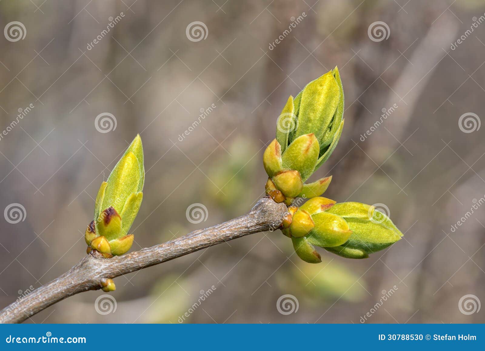 Buds are Blooming during Spring Stock Photo - Image of green, freshness ...