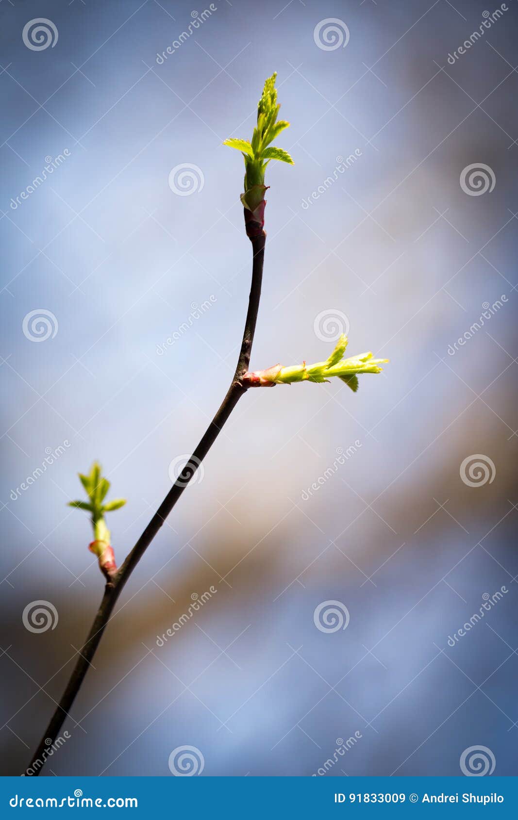 Buds Blossom on a Tree Branch Stock Image - Image of flora, young: 91833009
