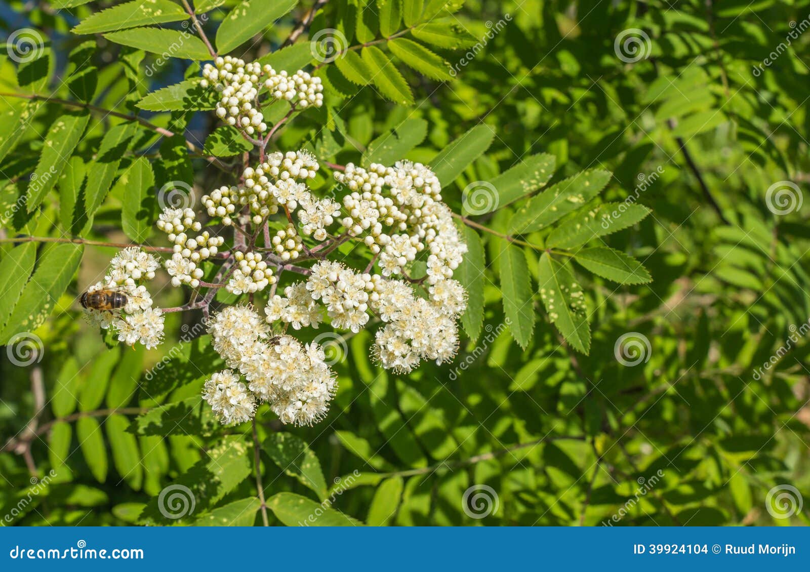 Buds and Blossoms of a European Rowan Stock Photo - Image of flora ... Buds and Blossoms of a European Rowan Stock Photo - Image of flora ...