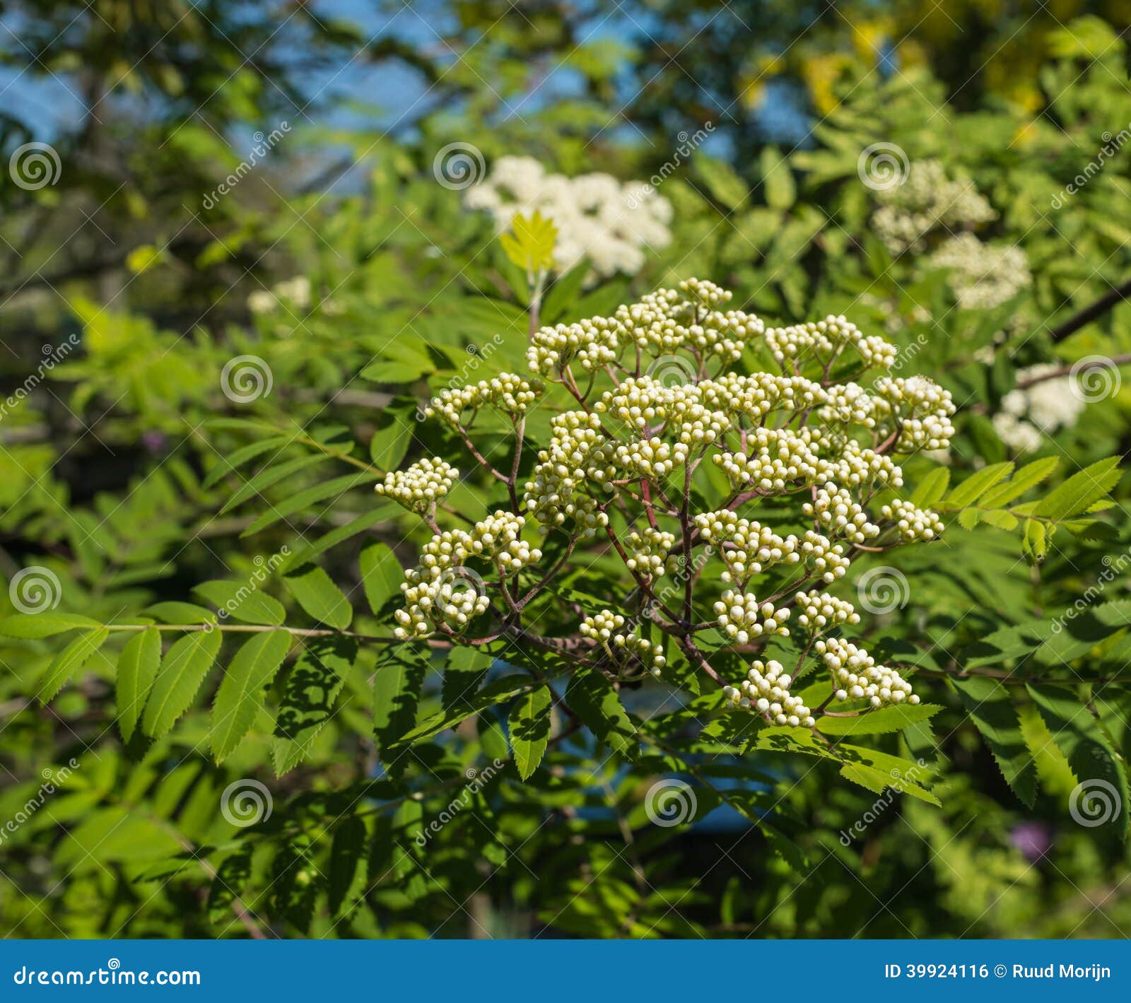 Buds and Blossoms of a European Rowan Stock Photo - Image of budding ... Buds and Blossoms of a European Rowan Stock Photo - Image of budding ...