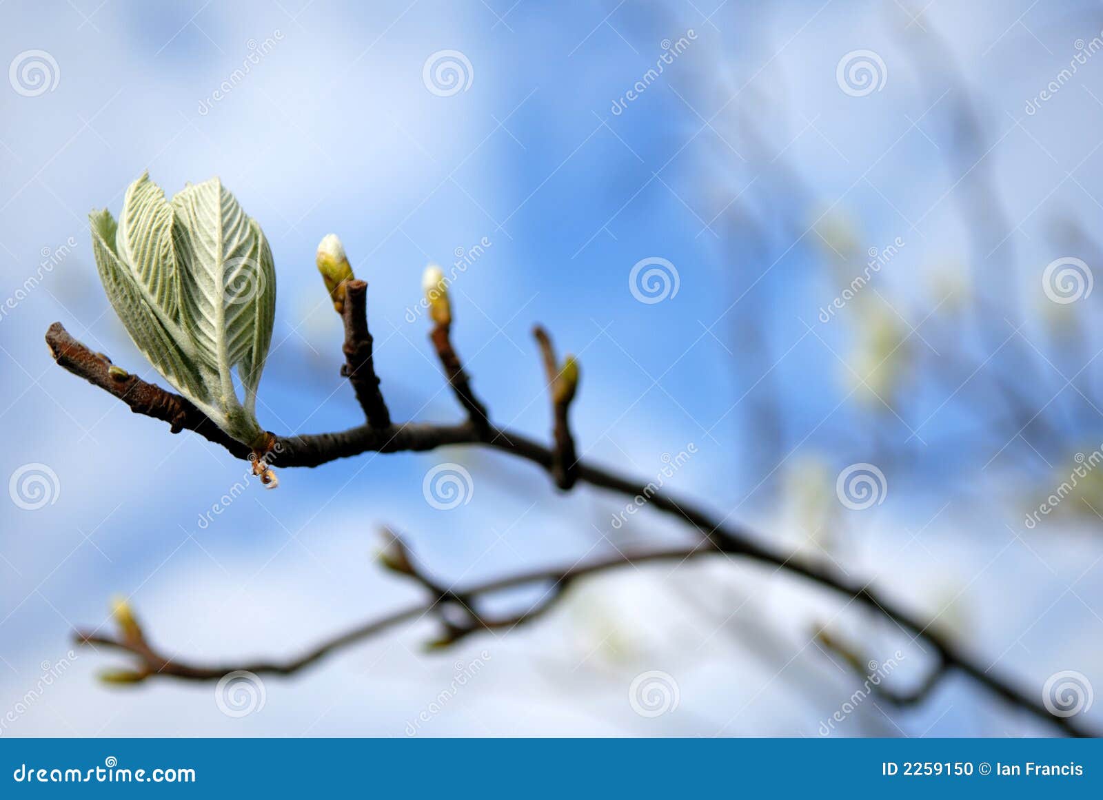 Buds on branch. stock photo. Image of life, leafs, buds - 2259150